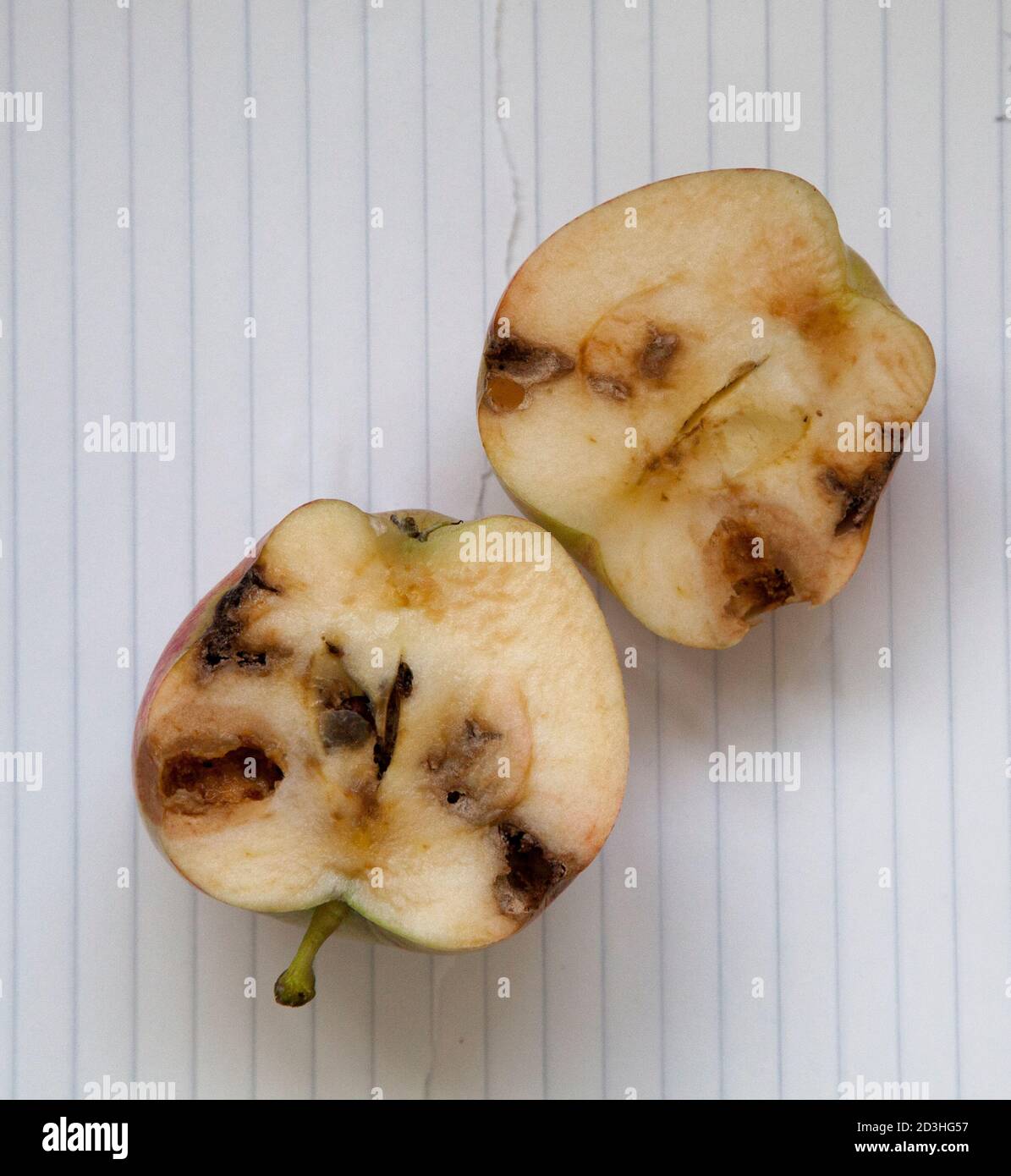 CODLING MOTH Cydia pomonella exilt hole on apple Stock Photo - Alamy