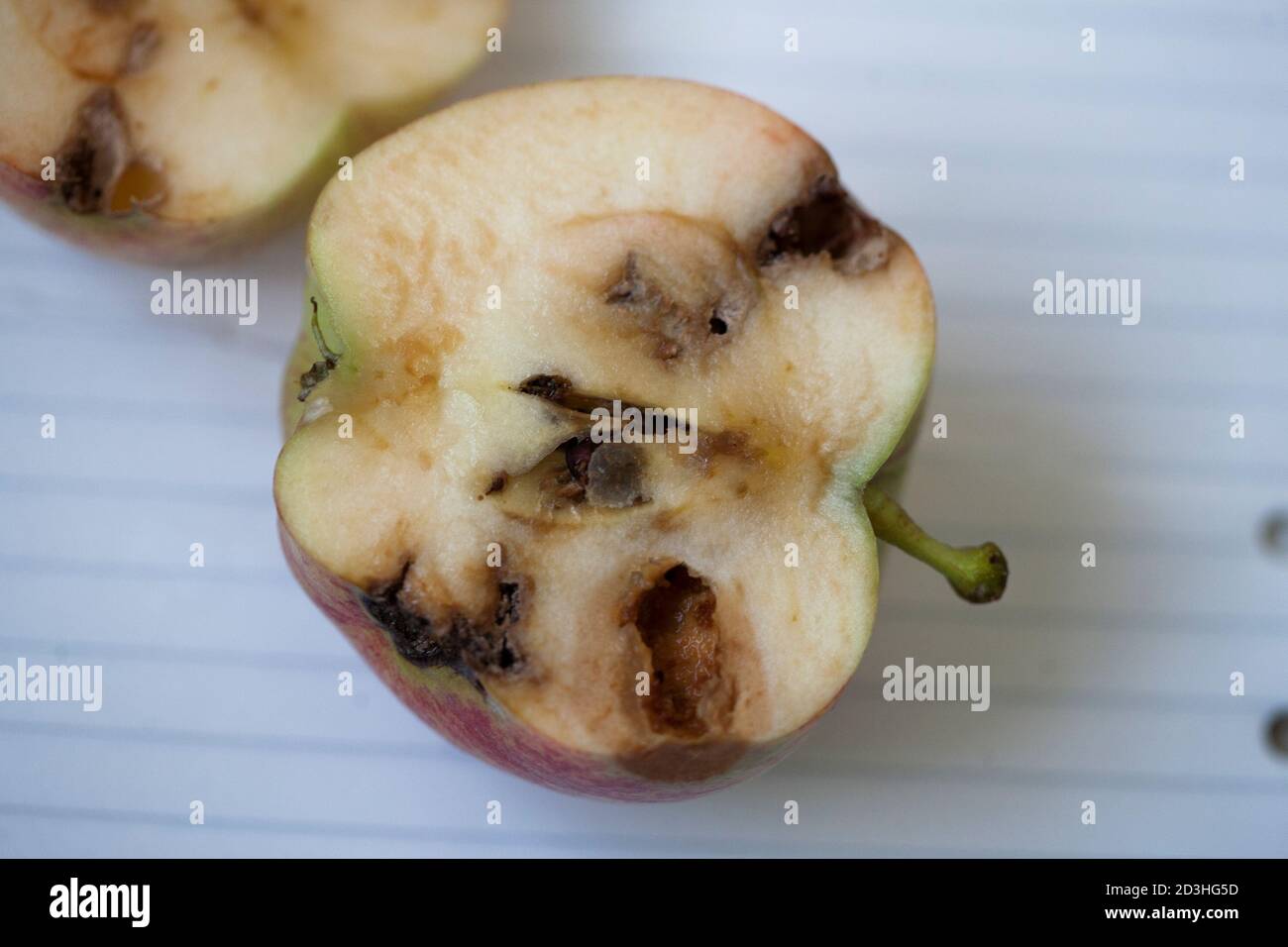 CODLING MOTH Cydia pomonella exilt hole on apple Stock Photo - Alamy