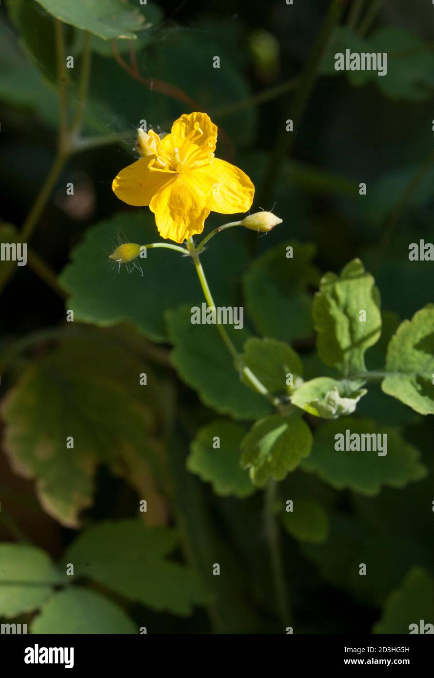 CHELIDONIUM MAJUS greater celandine Stock Photo - Alamy