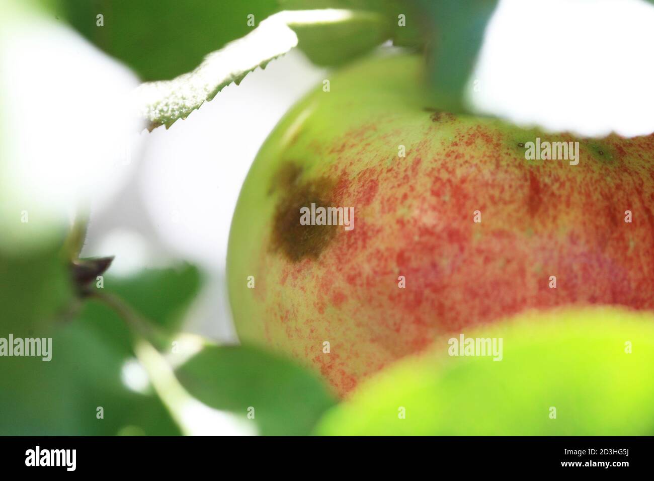 CODLING MOTH Cydia pomonella exilt hole on apple Stock Photo - Alamy
