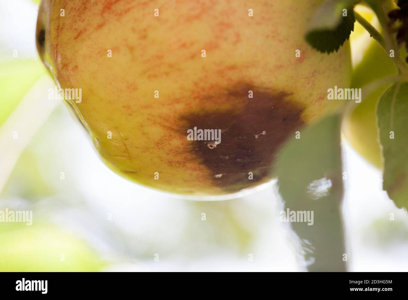 CODLING MOTH Cydia pomonella exilt hole on apple Stock Photo - Alamy