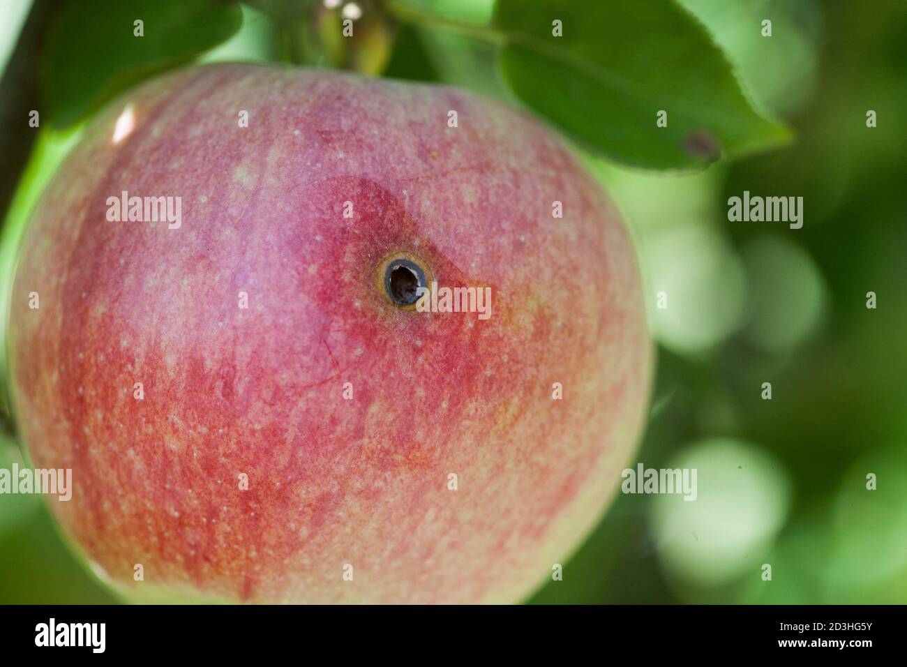 CODLING MOTH Cydia pomonella exilt hole on apple Stock Photo - Alamy