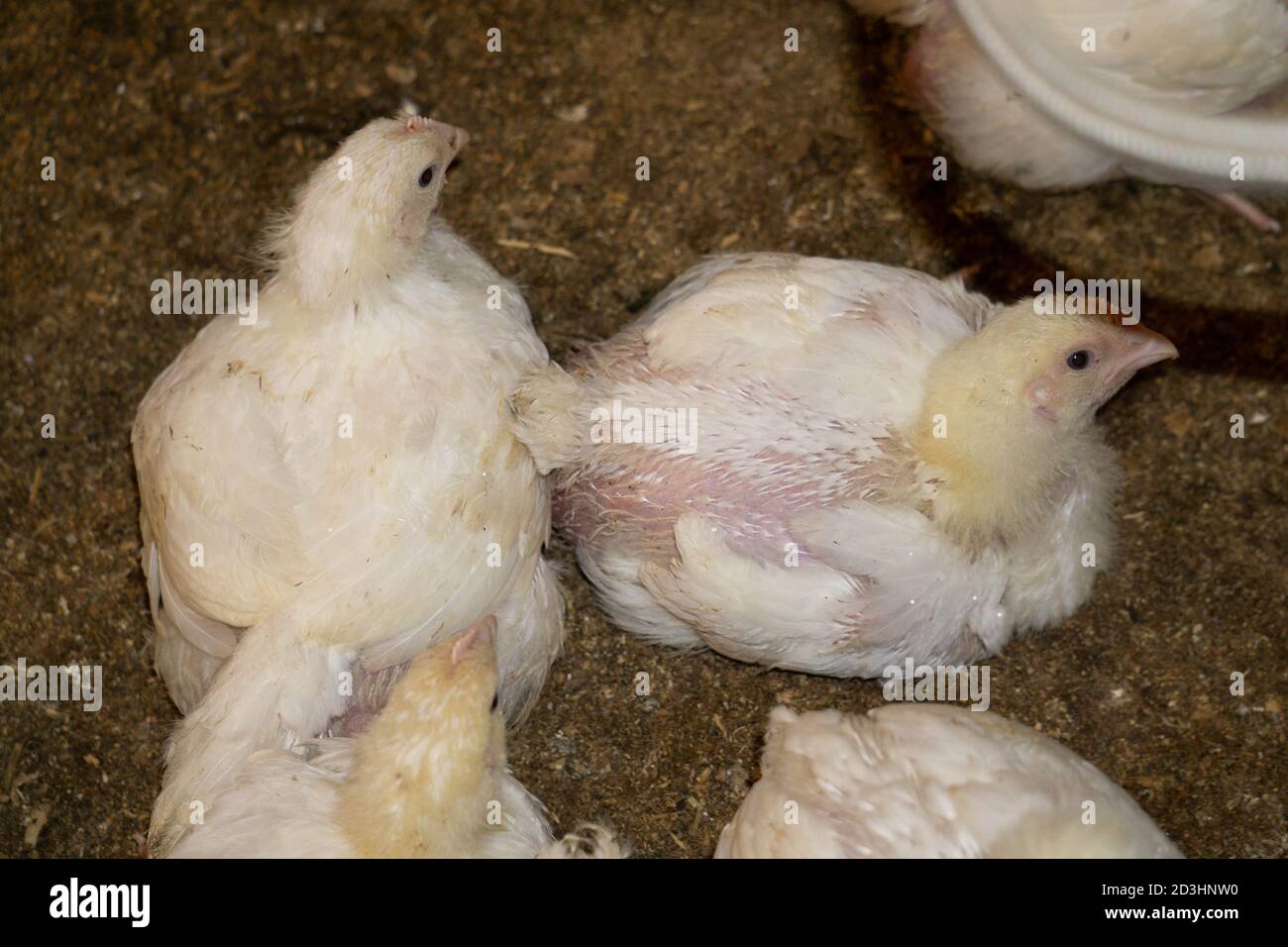 Broiler hi-res stock photography and images - Alamy