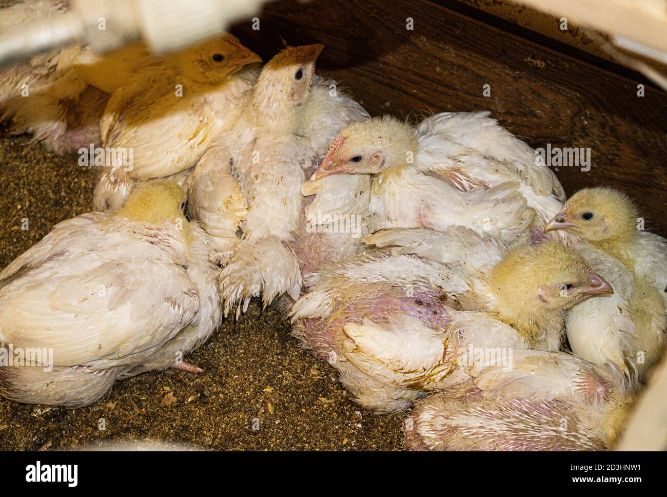 Broiler hi-res stock photography and images - Alamy