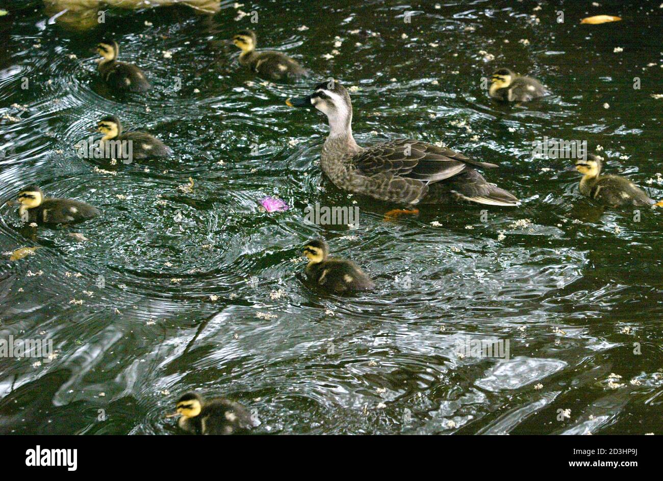 11 ducklings hi-res stock photography and images - Alamy