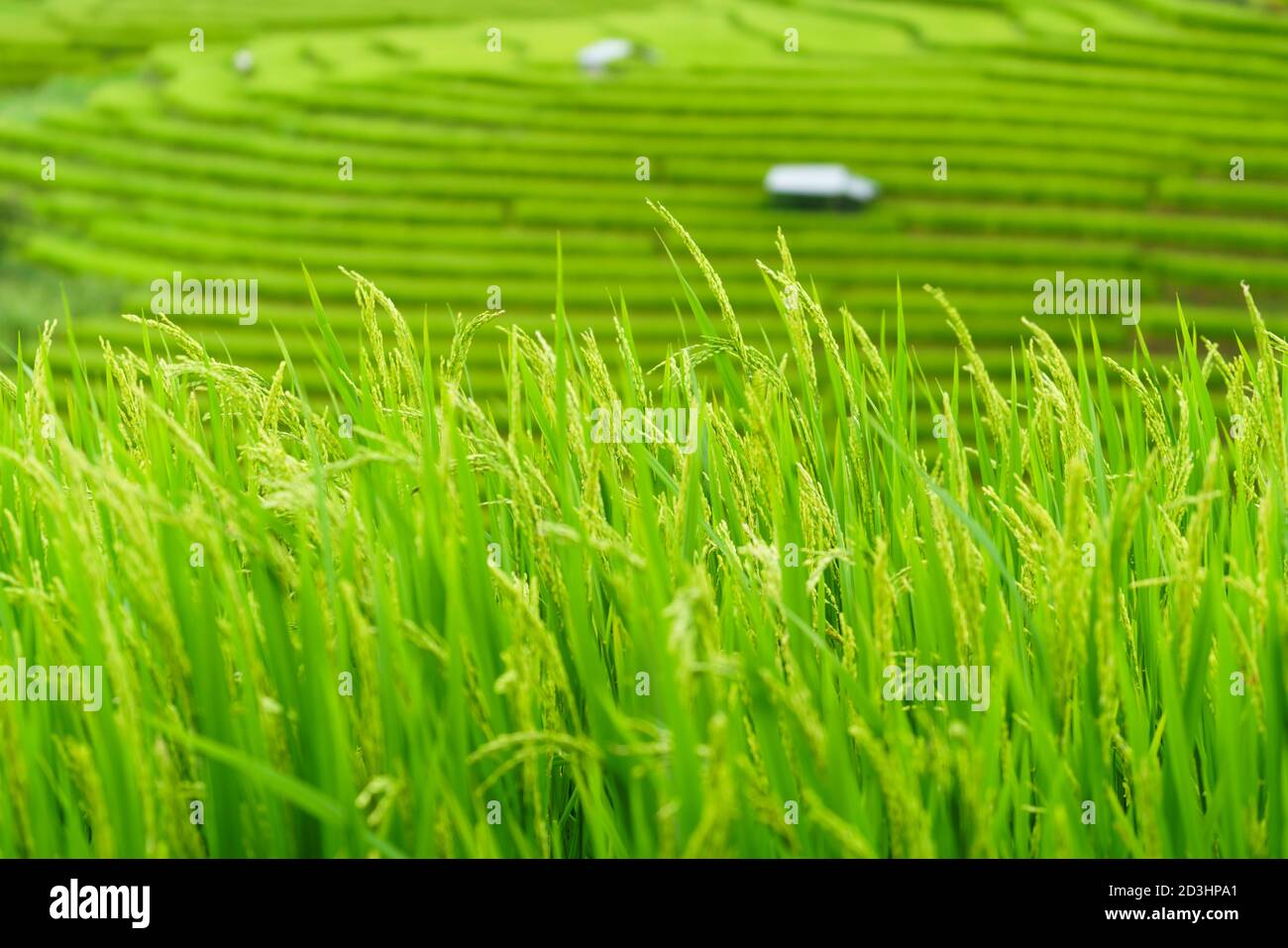 Terraced paddy field hi-res stock photography and images - Alamy