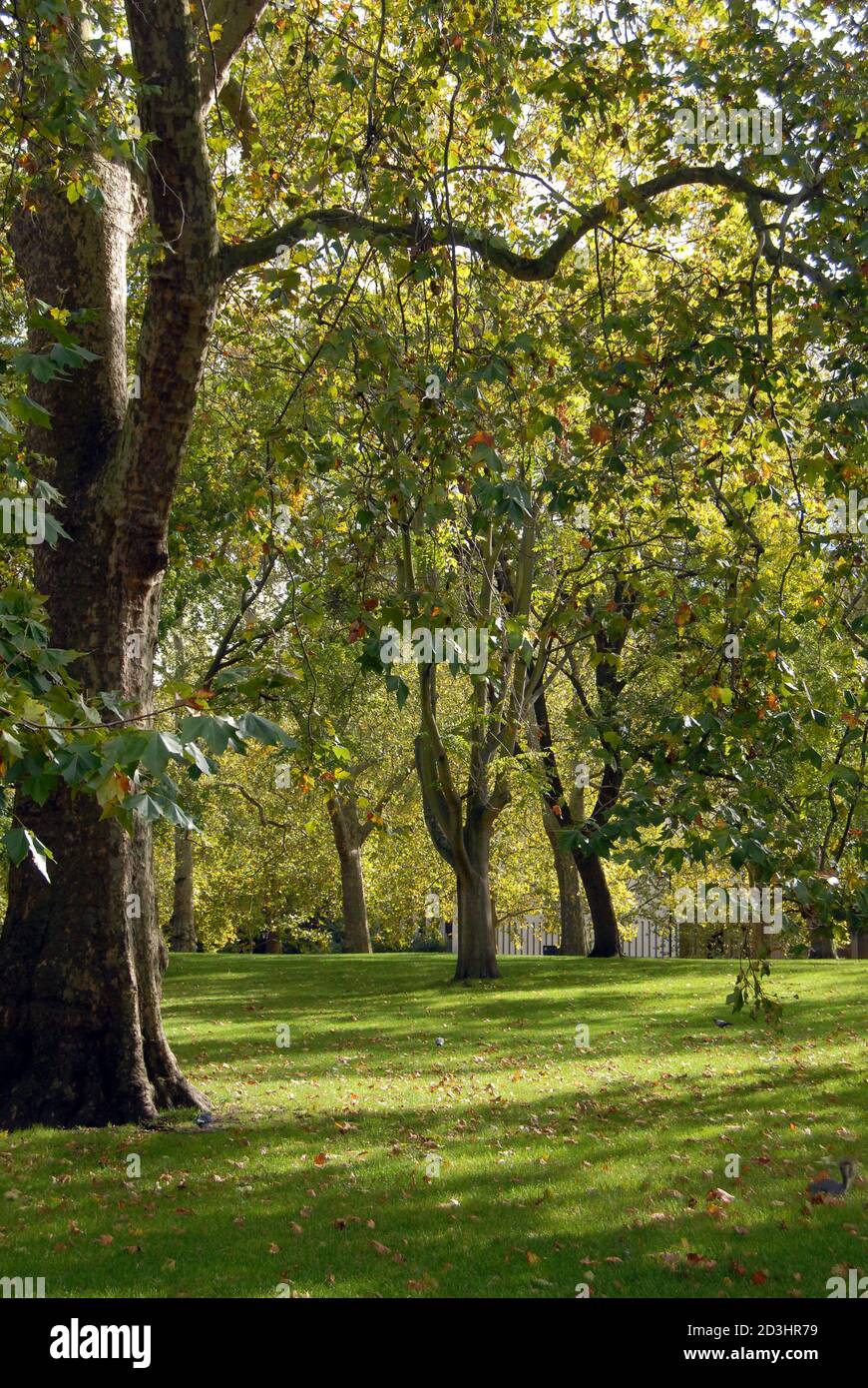 Walking through the Park Stock Photo - Alamy