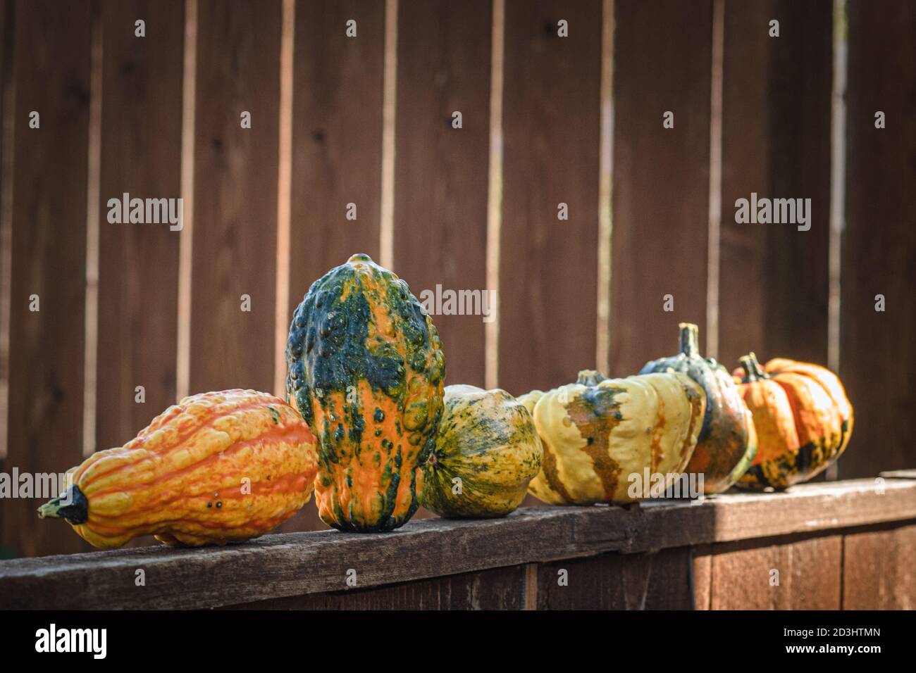 Assorted Gourds on wooden fence Stock Photo - Alamy