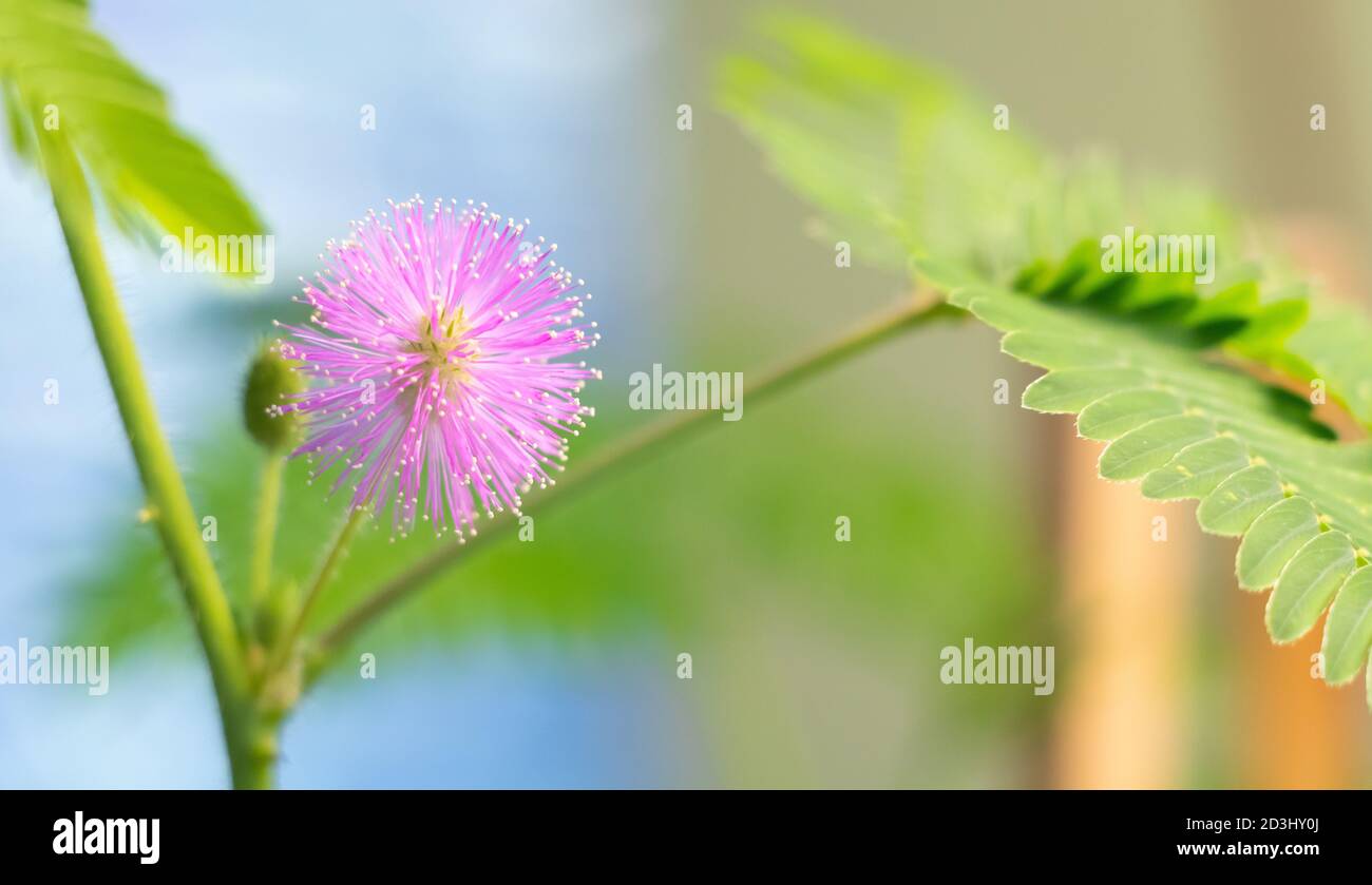 Mimosa pudica in bloom. How to care for Mimosa pudica to bloom. Mimosa ...
