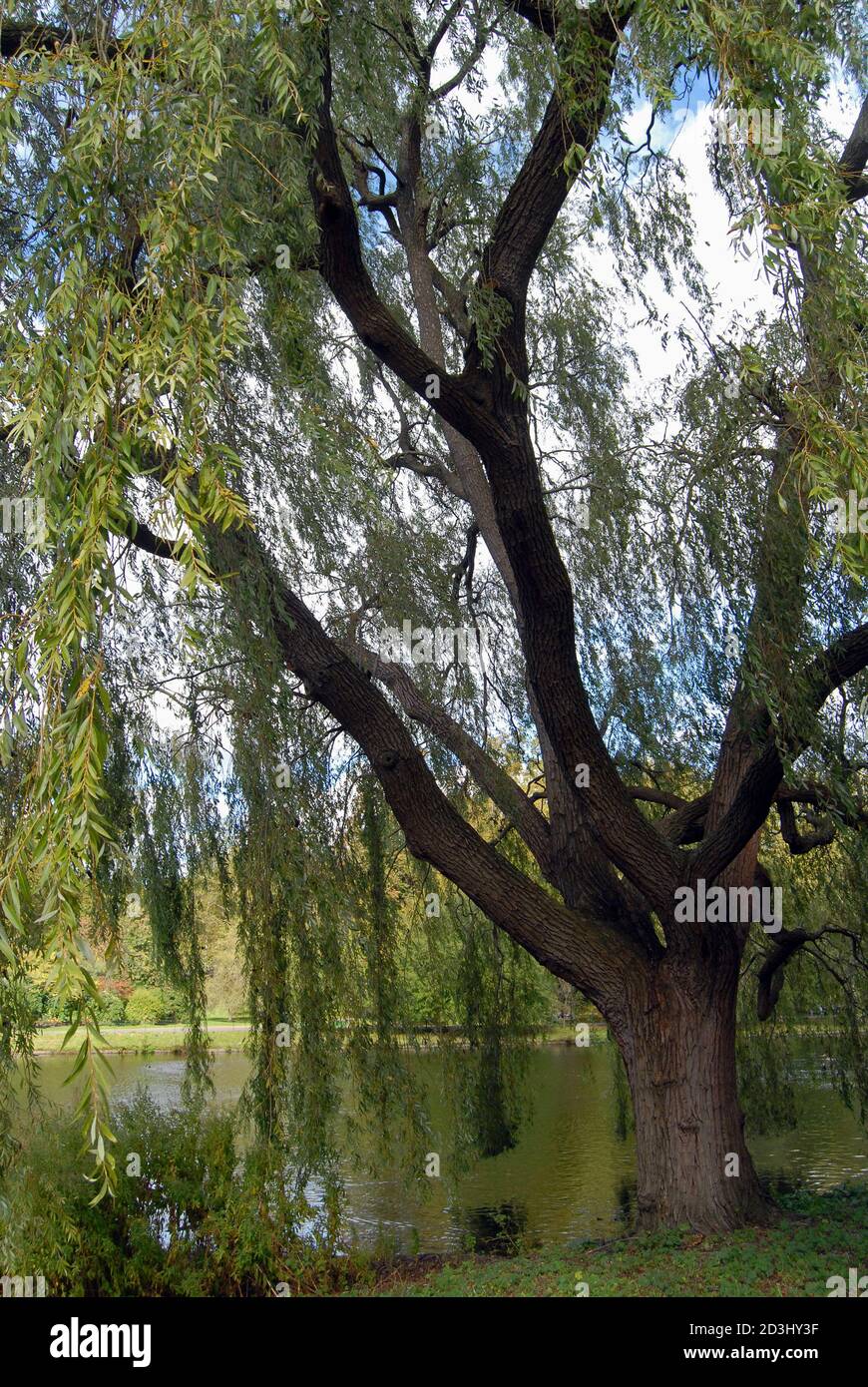 Walking through the Park Stock Photo - Alamy