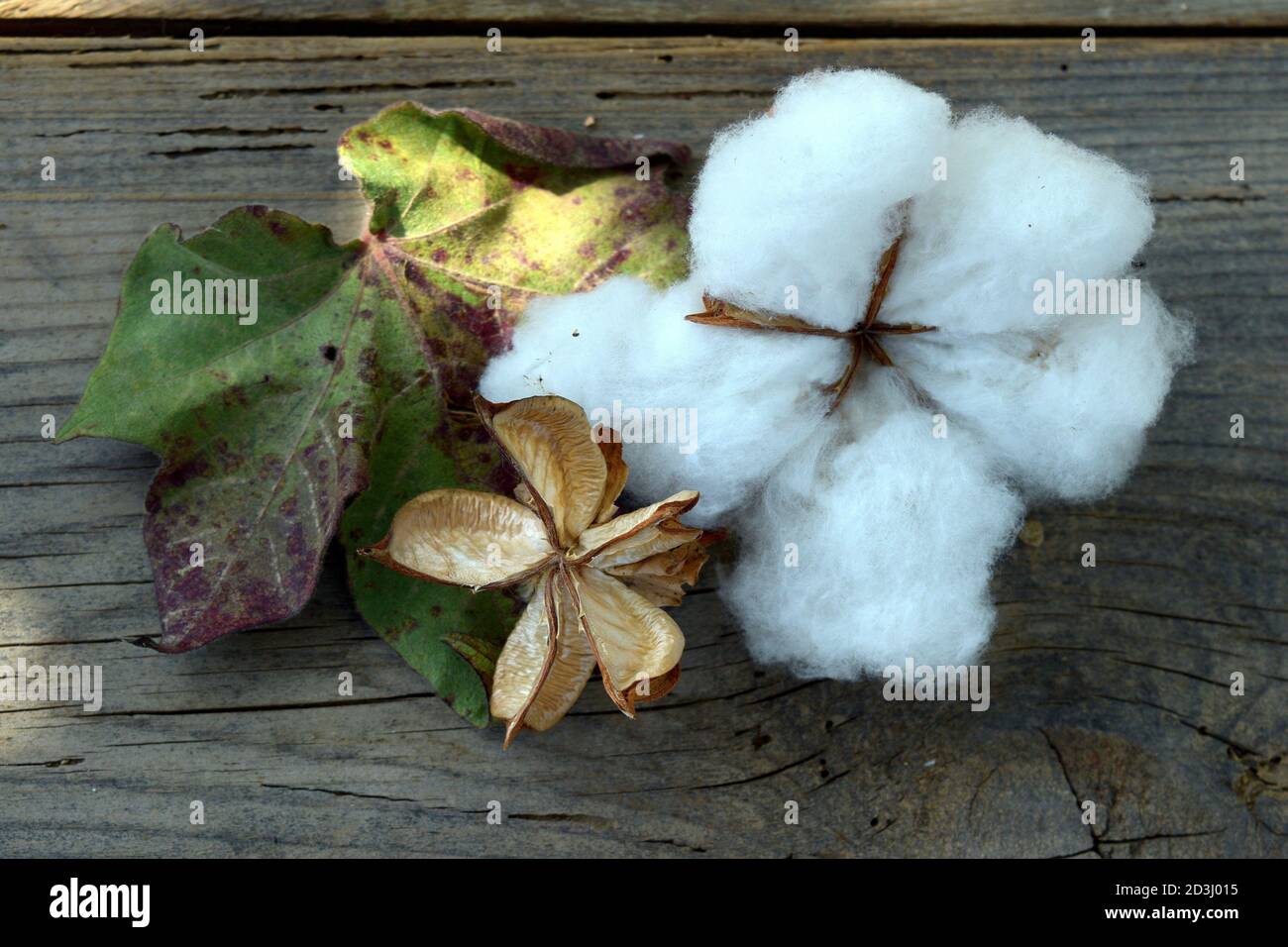 Box foliage hi-res stock photography and images - Alamy