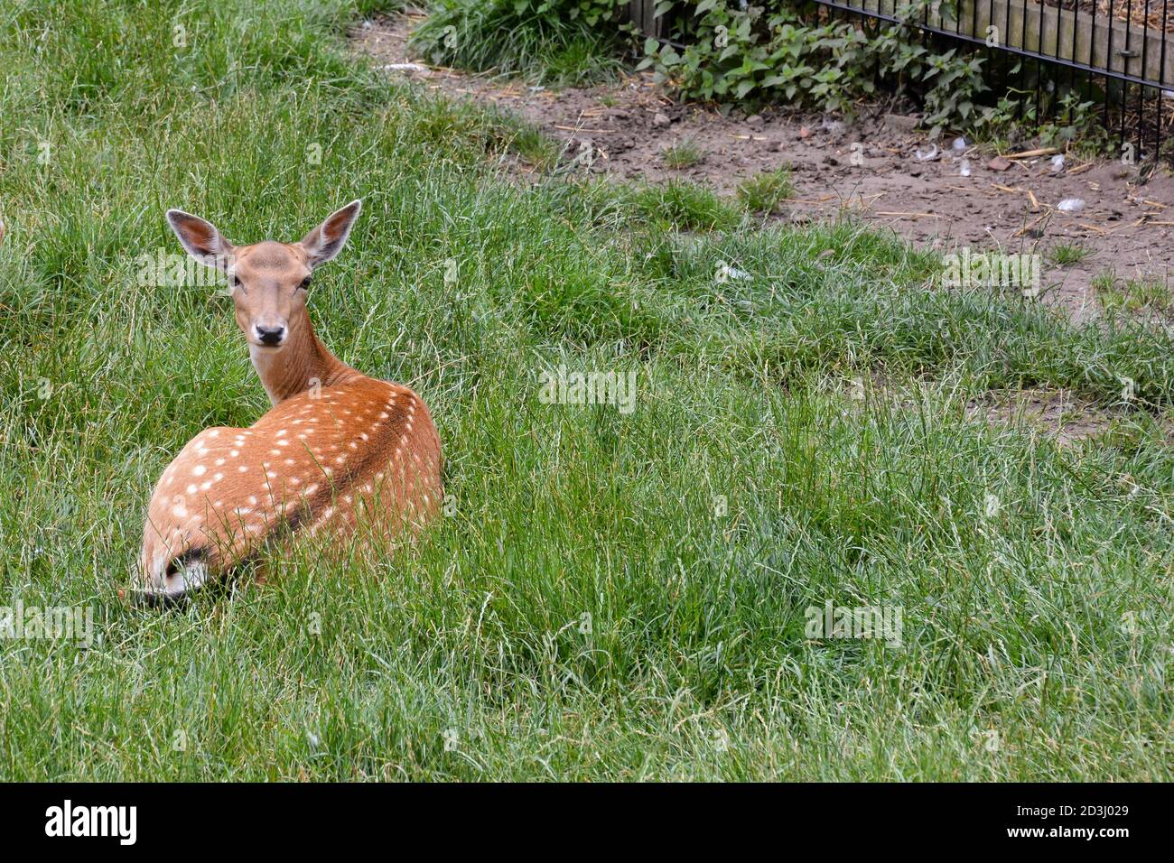 Cute spotted fallow Stock Photo - Alamy