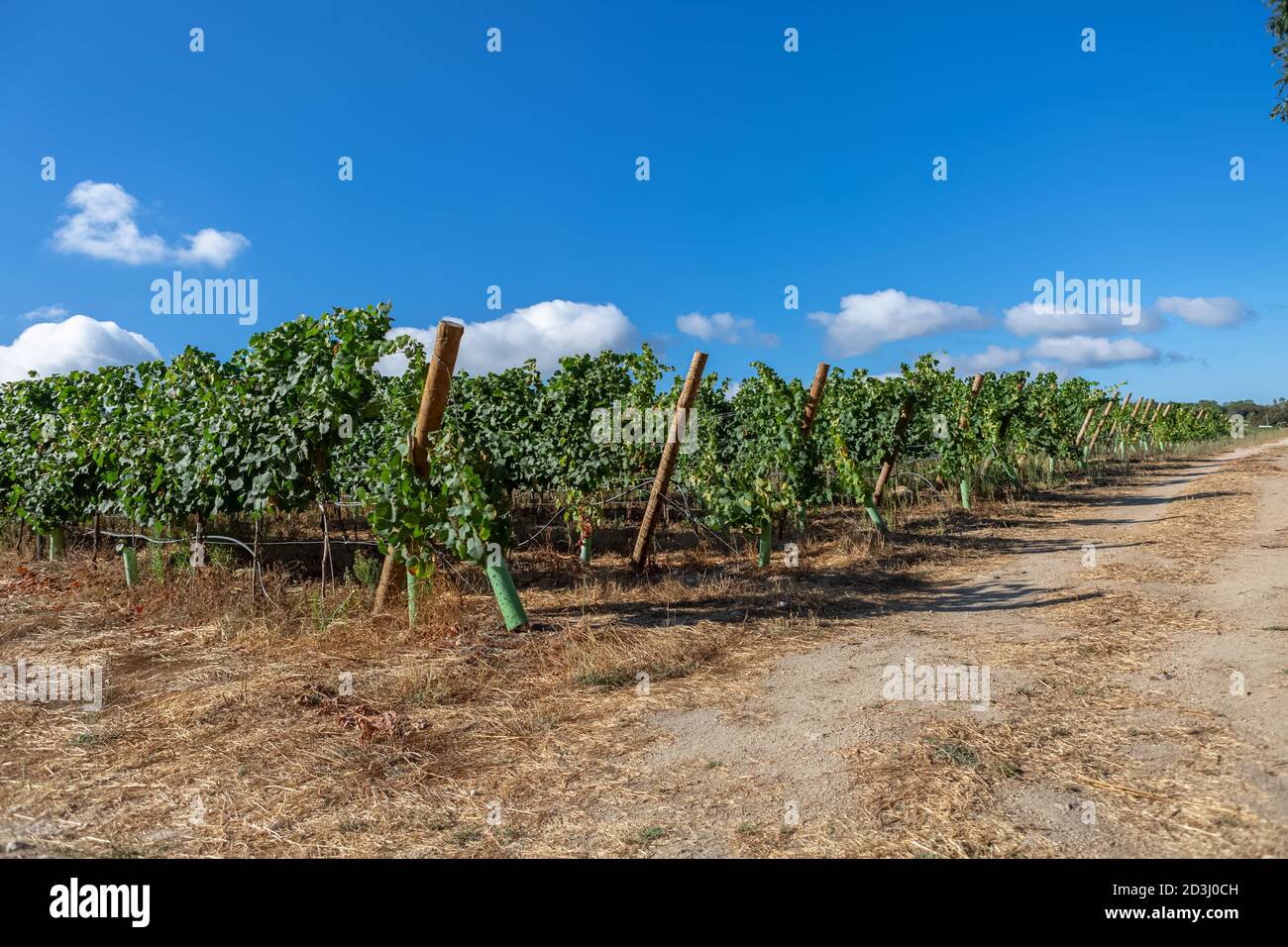 View of a farm, agricultural fields with vineyards, typically ...
