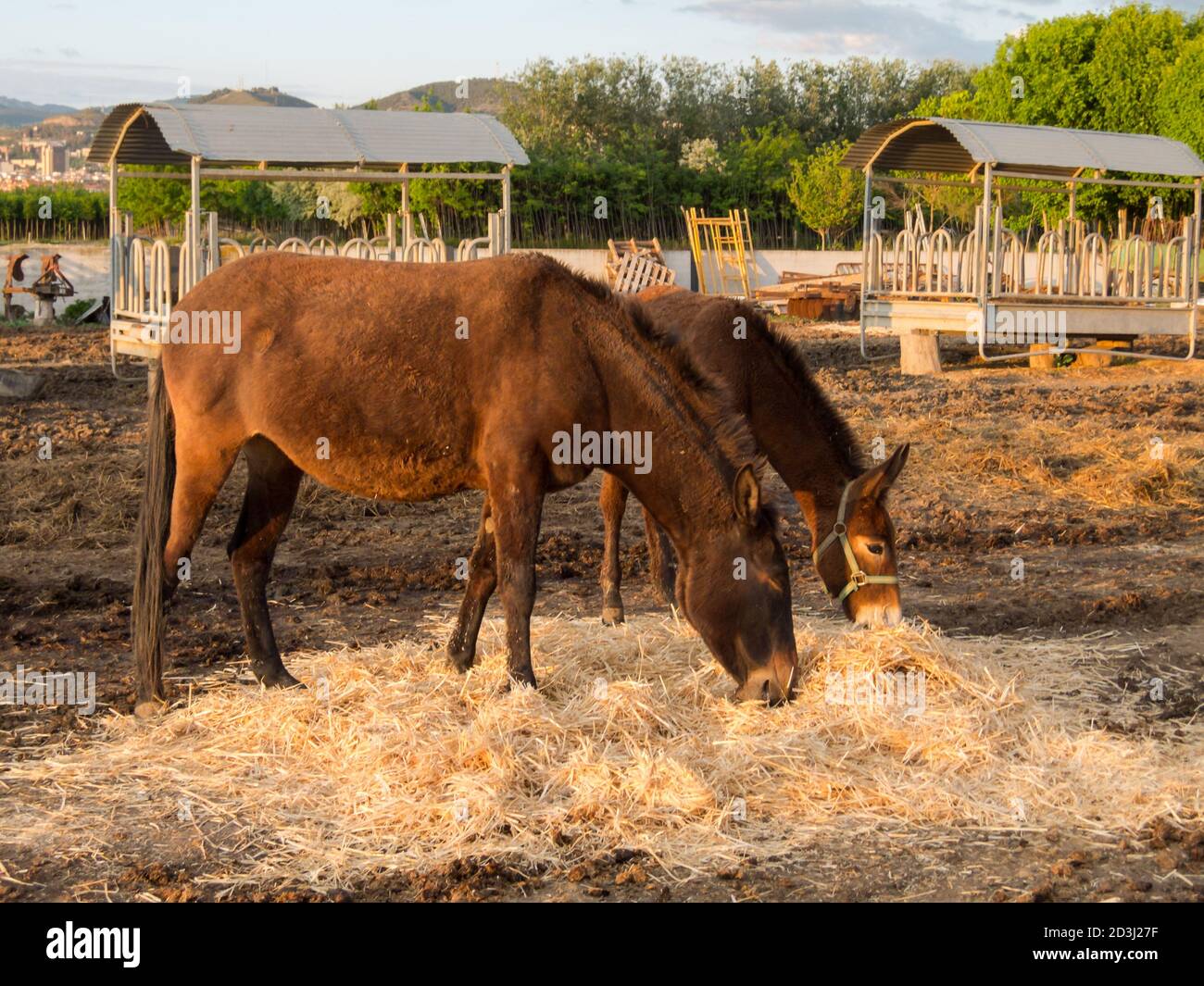 Horse on a farm Stock Photo - Alamy