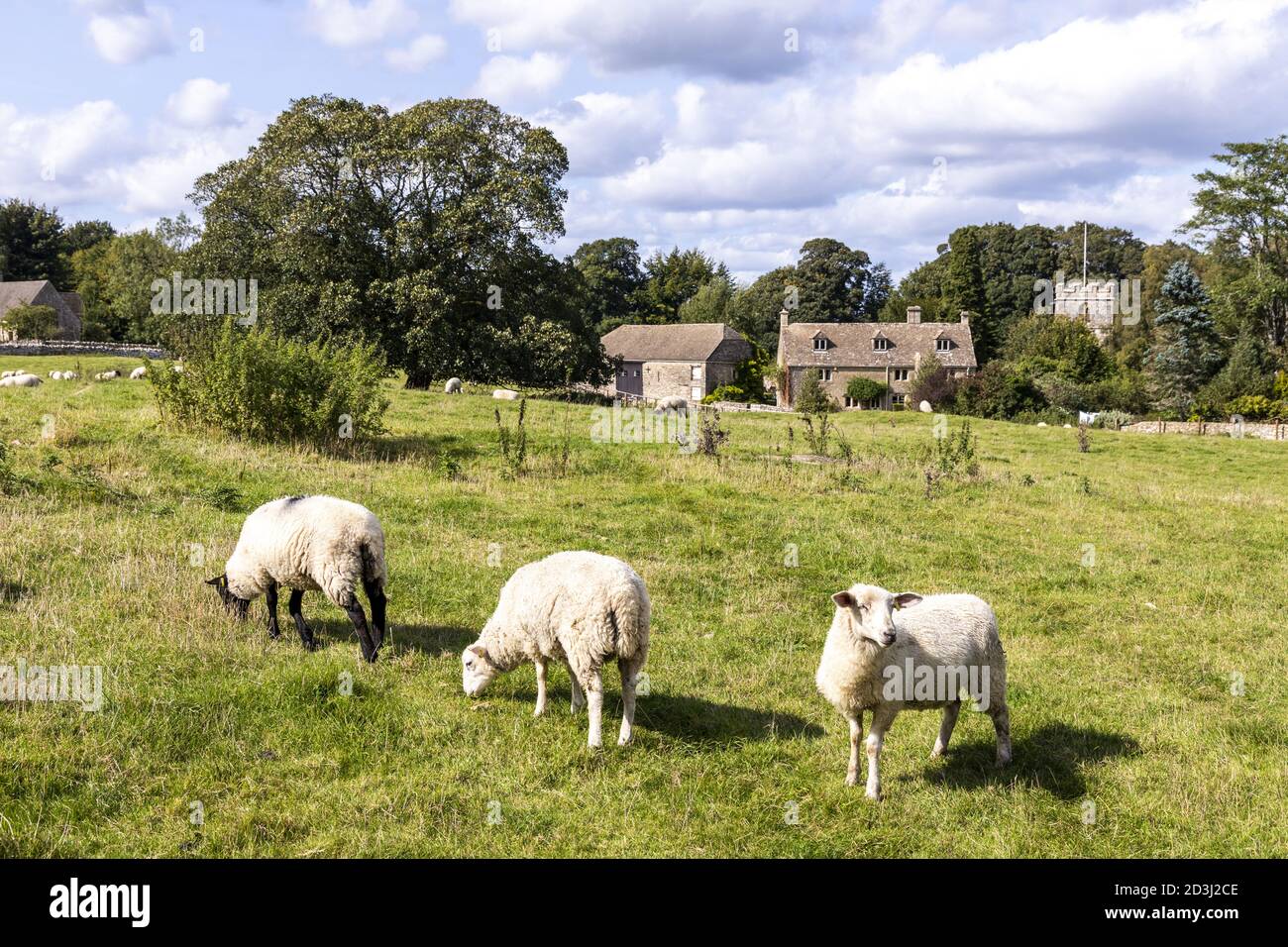 English Village Field Sheep High Resolution Stock Photography and ...