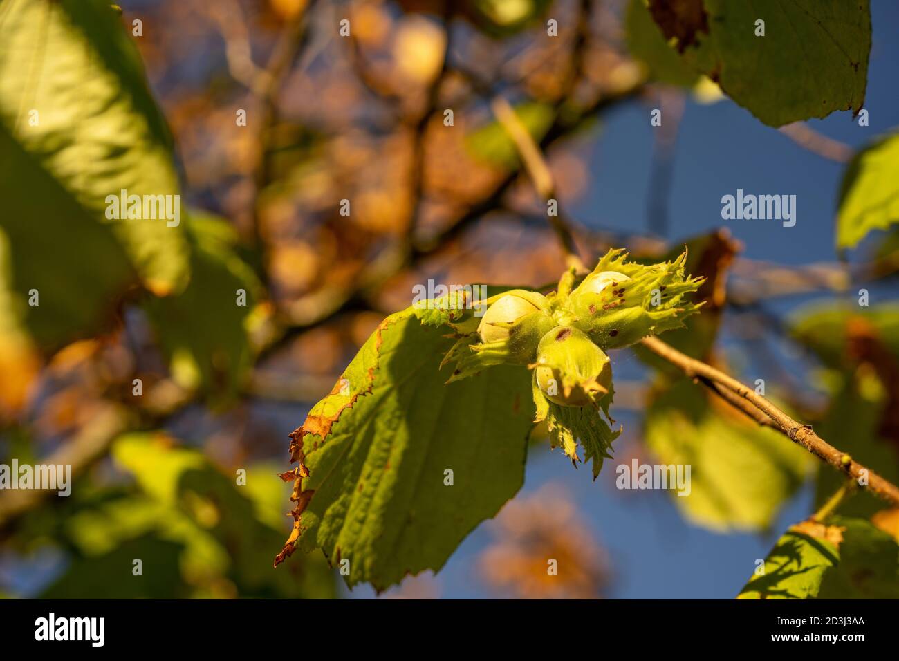 Growing Hazelnuts in their clusters and leaves developing on a twisted ...