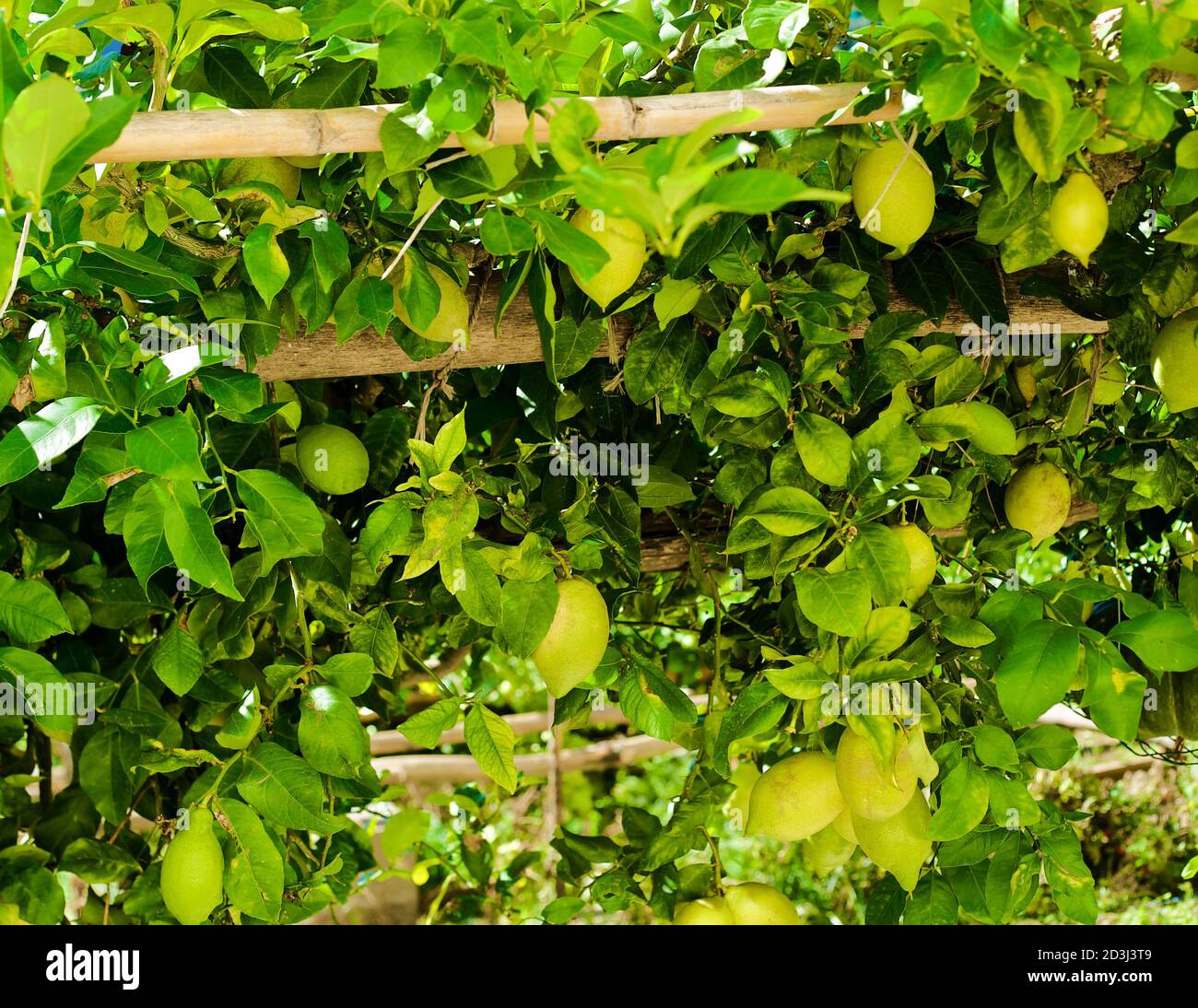 green lemons in the lemon grove of the Amalfi coast Stock Photo - Alamy