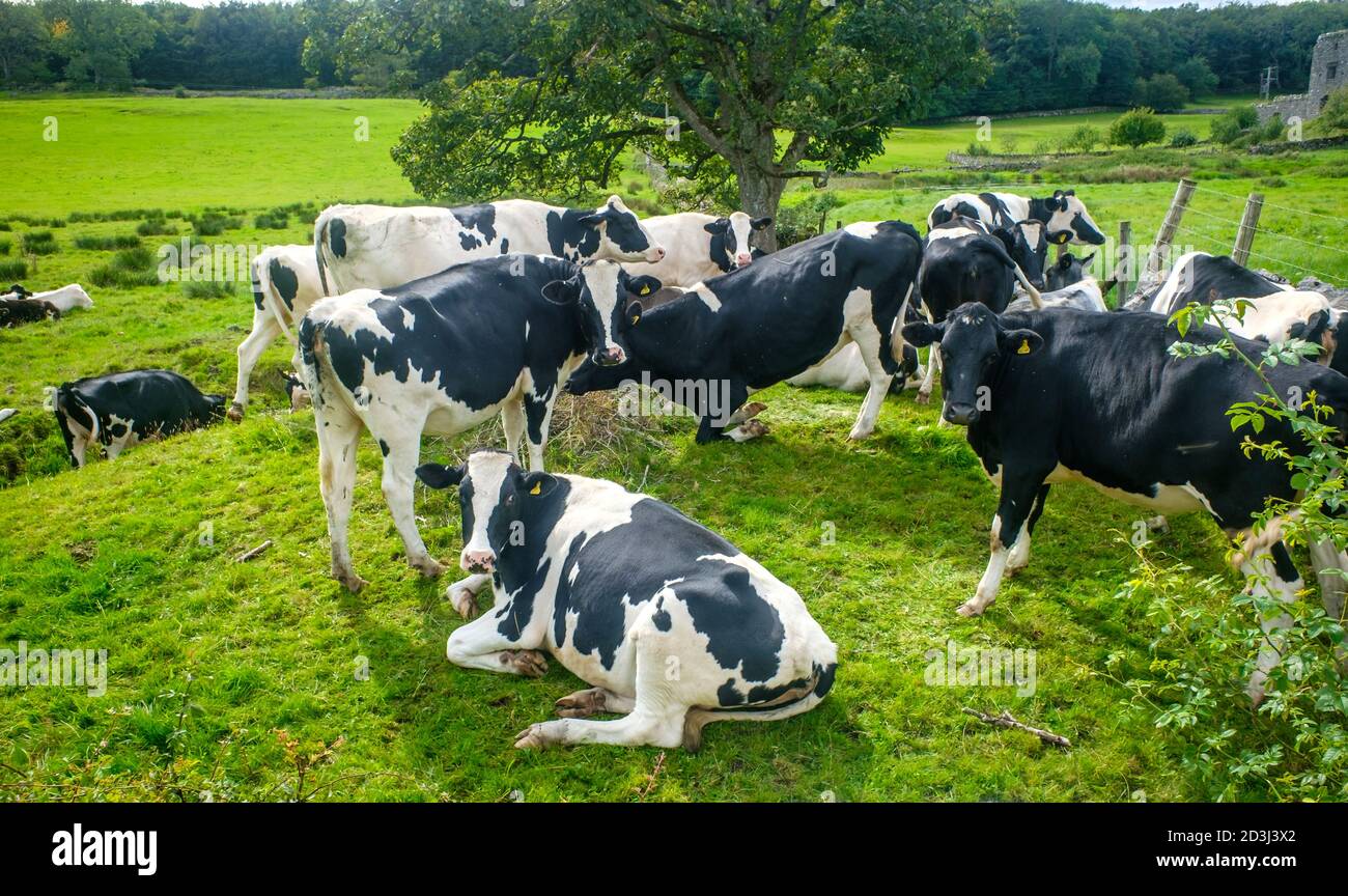 Holstien cows hi-res stock photography and images - Alamy