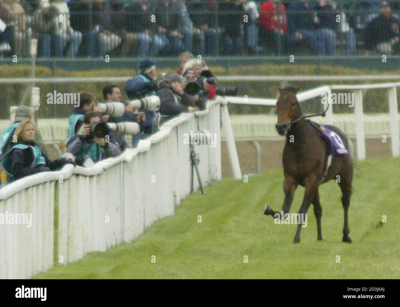 Horse broke leg hi-res stock photography and images - Alamy