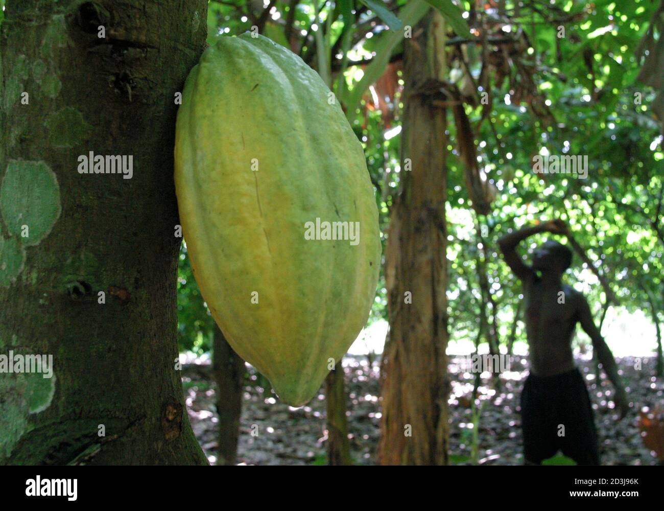 Cocoa field africa hi-res stock photography and images - Alamy