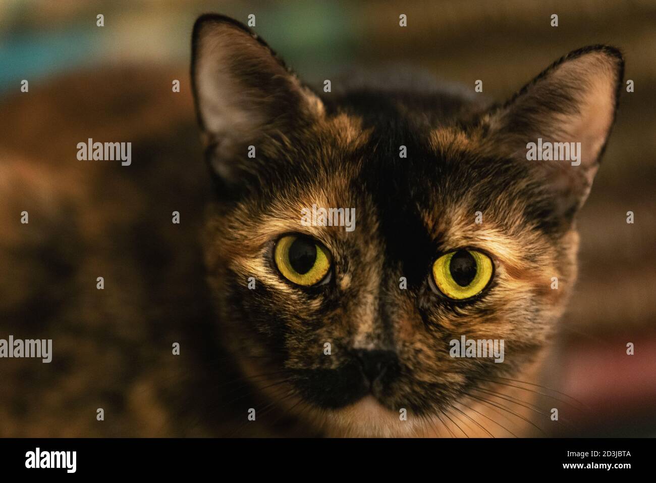 A cat looking at you Stock Photo - Alamy