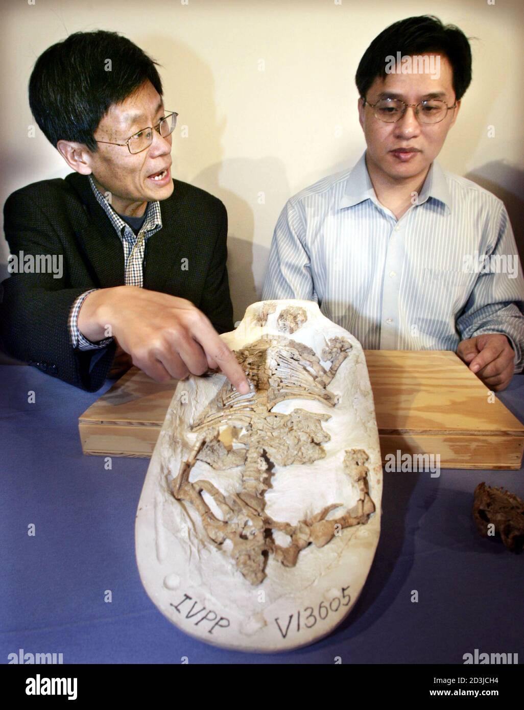 Repenomamus robustus hi-res stock photography and images - Alamy