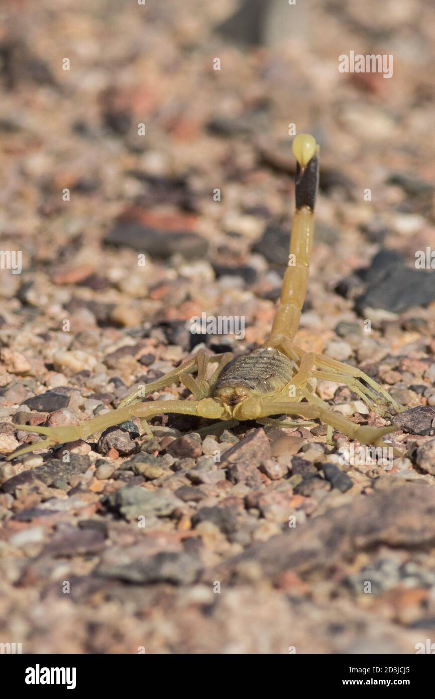 deathstalker scorpion (Leiurus quinquestriatus Stock Photo - Alamy