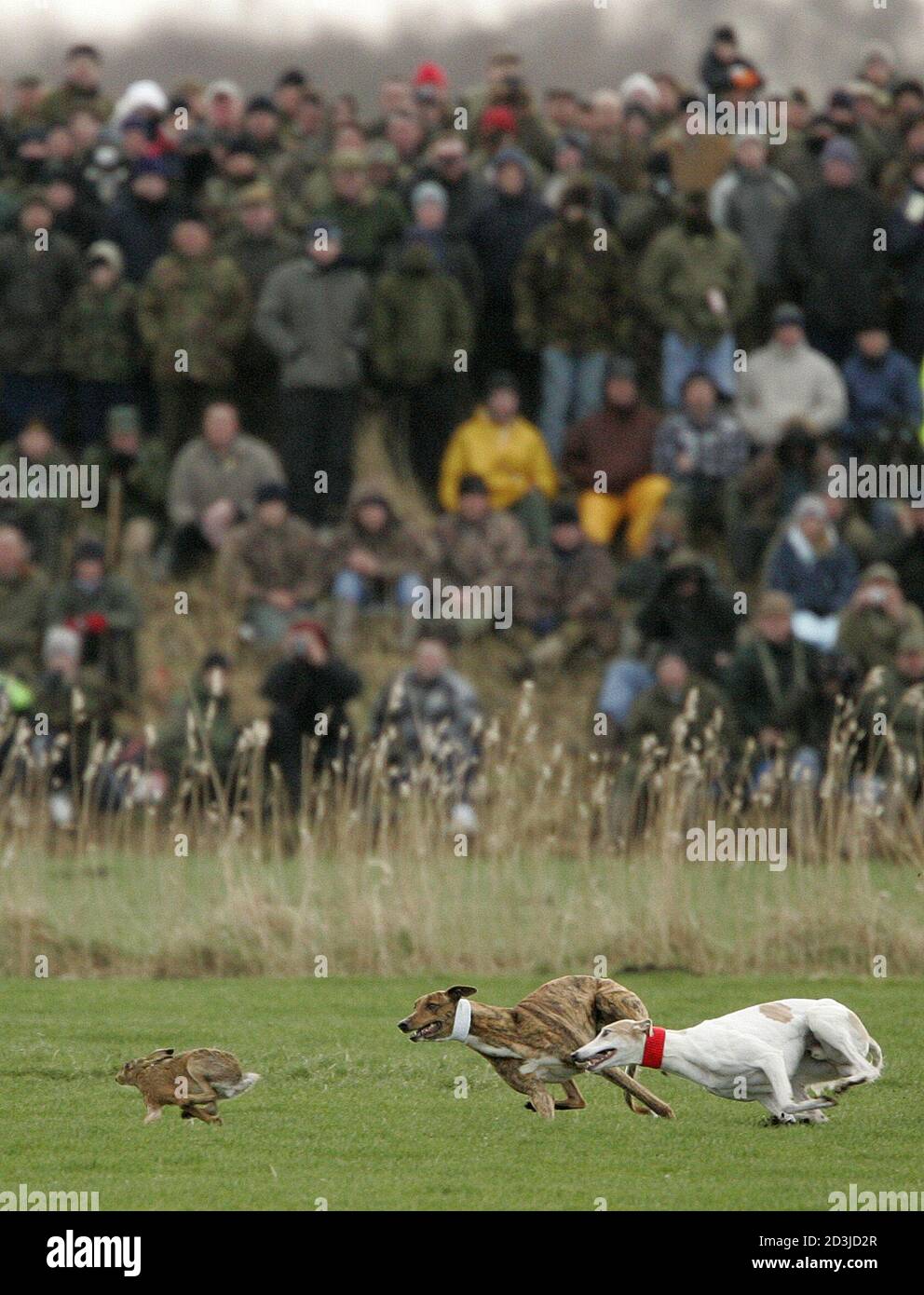 Waterloo cup coursing hi-res stock photography and images - Alamy