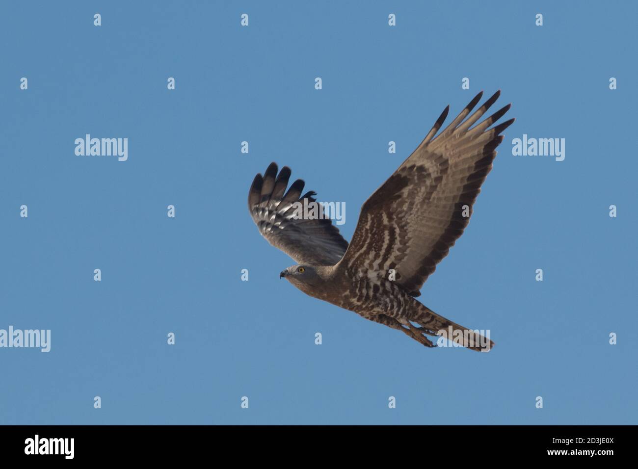 Migrating honey buzzard in flight Stock Photo - Alamy