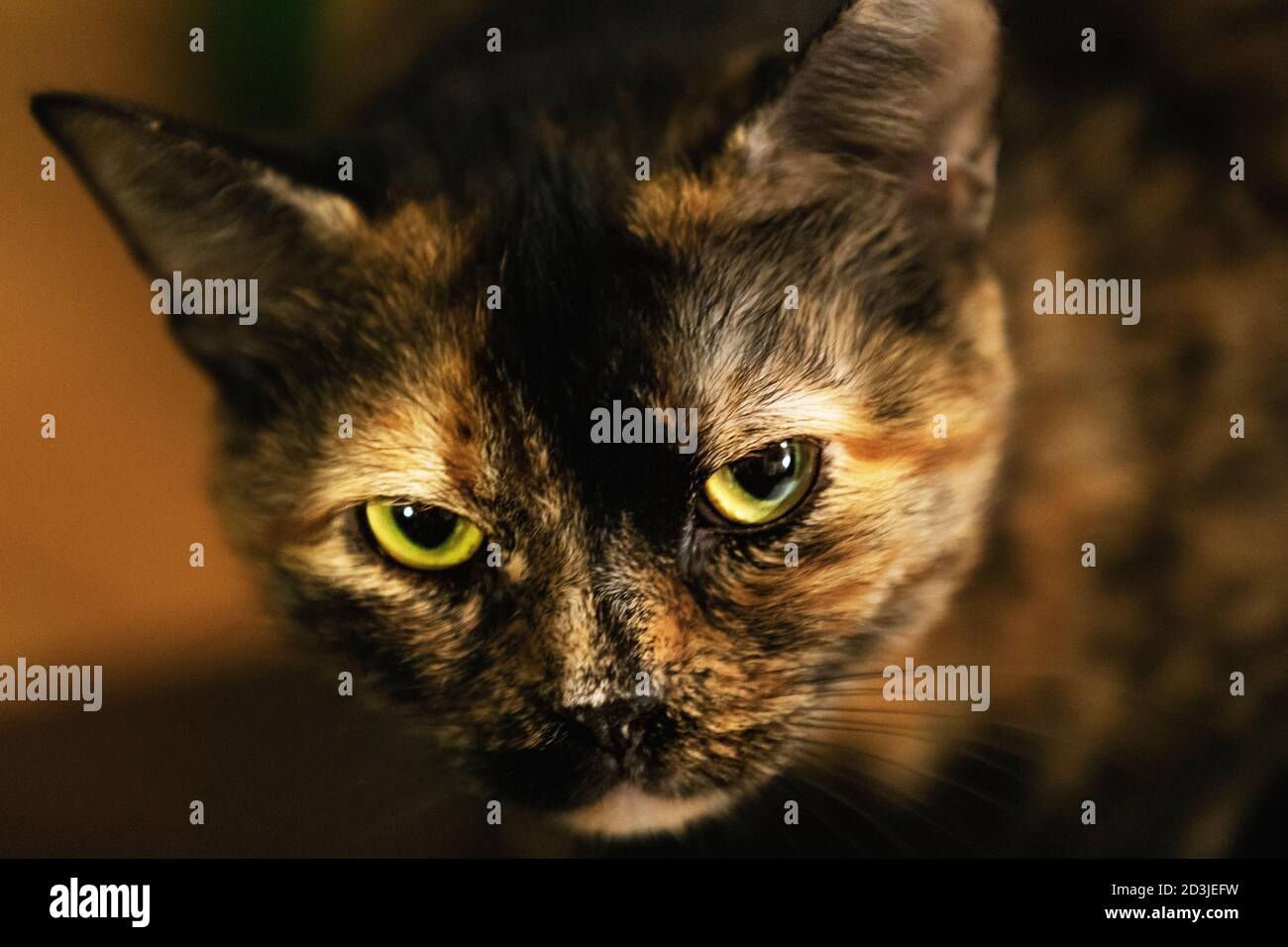 Cat's eyes looking at you in a very intense way Stock Photo - Alamy