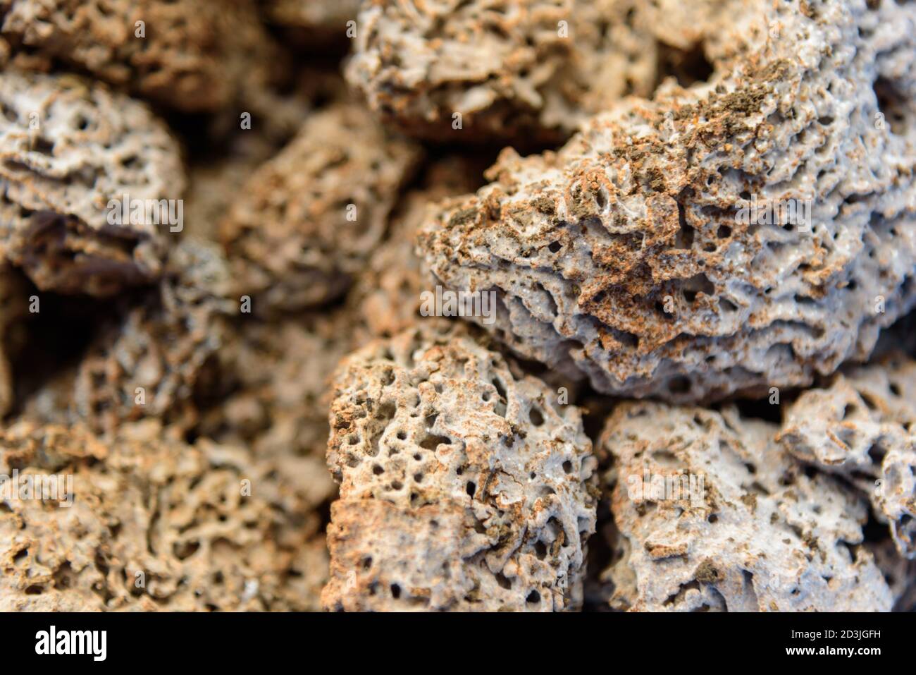 Subterranean termite hi-res stock photography and images - Alamy
