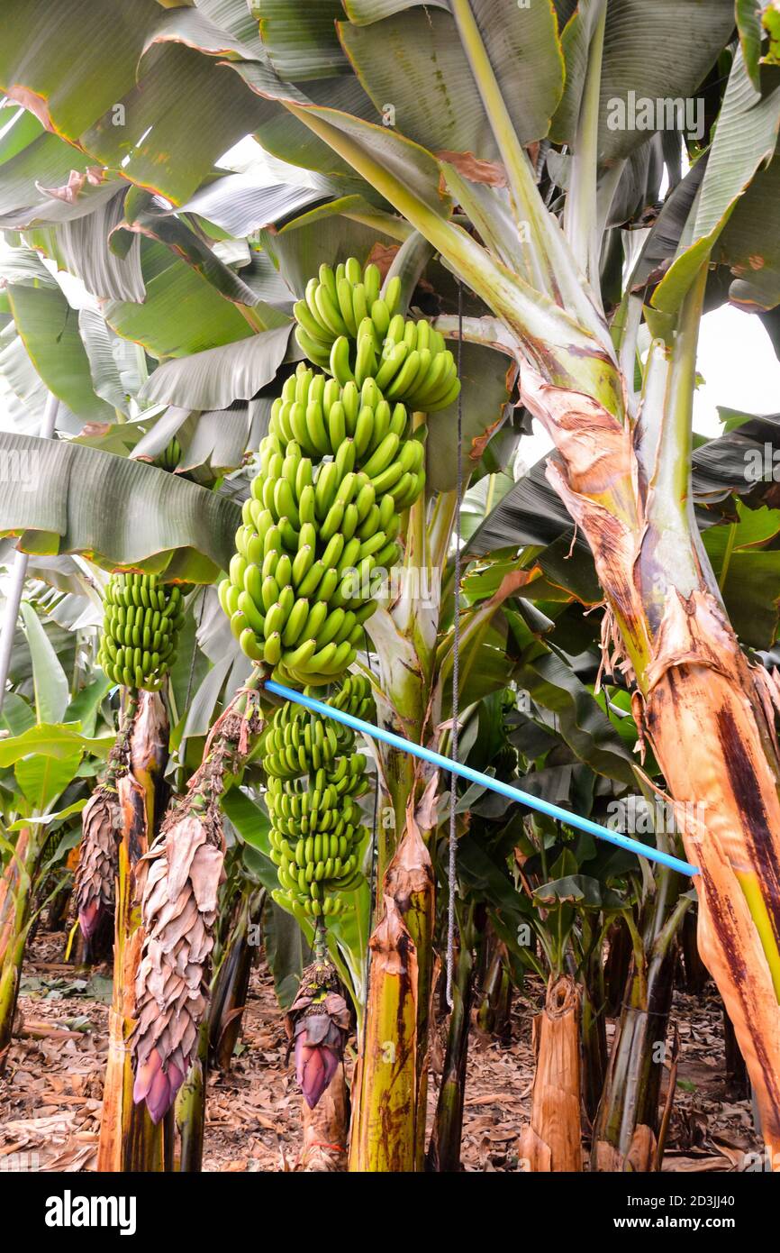 Green Bananas Hanging on Banana Tree Stock Photo - Alamy
