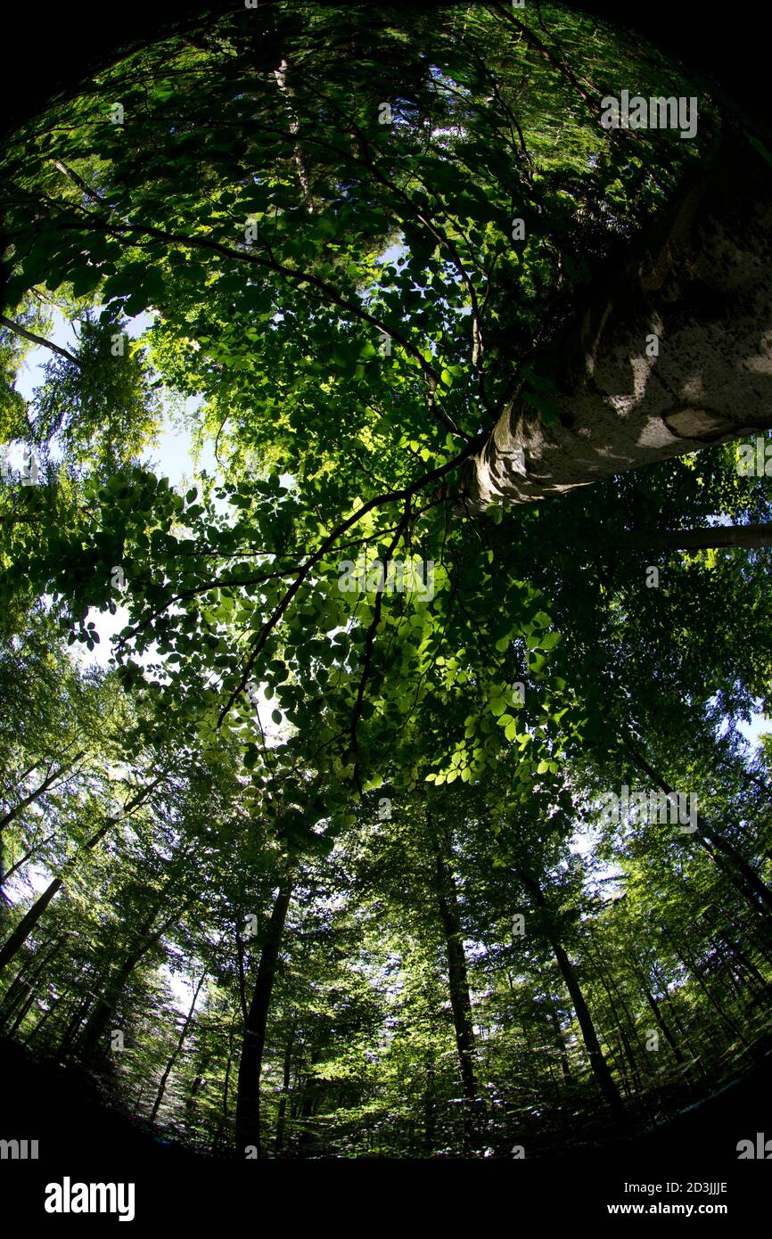 Forest in Alsace france in the summer Stock Photo - Alamy
