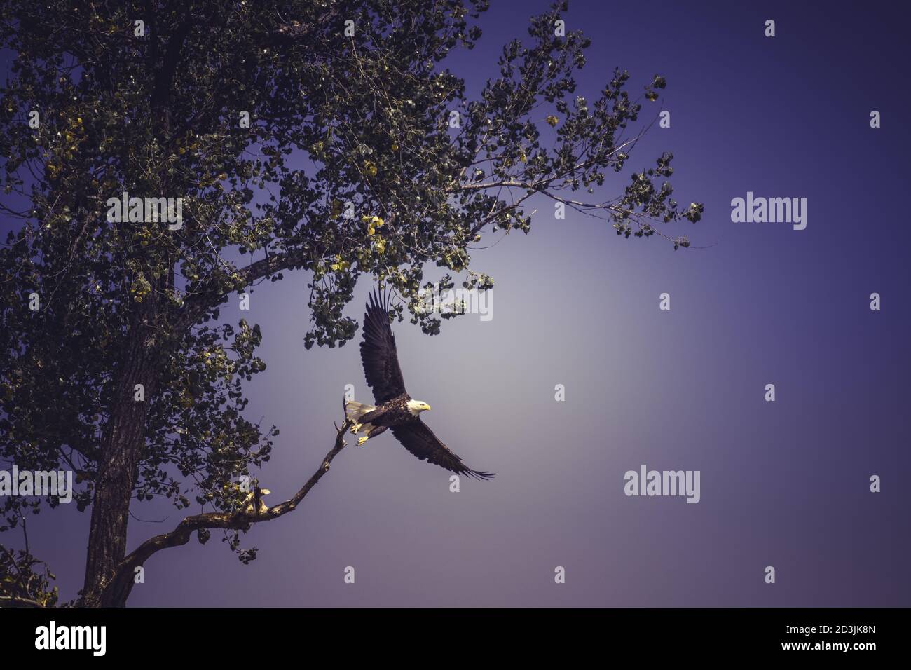 American Bald Eagle - Take Off Stock Photo - Alamy