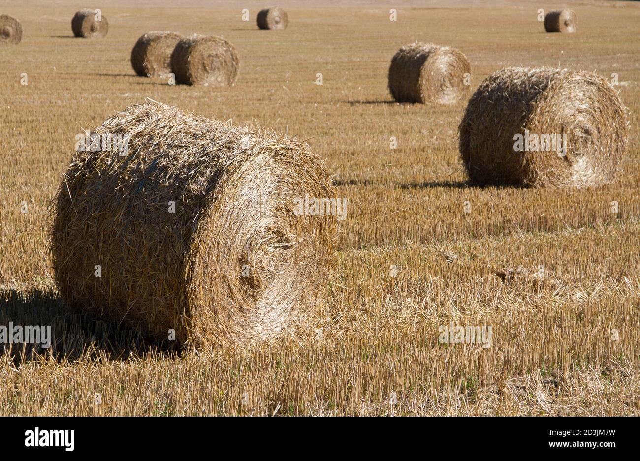 Corn maize harvest france hi-res stock photography and images - Alamy
