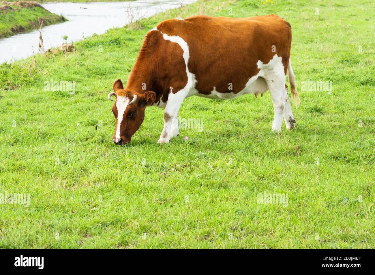 Cow Eating Grass