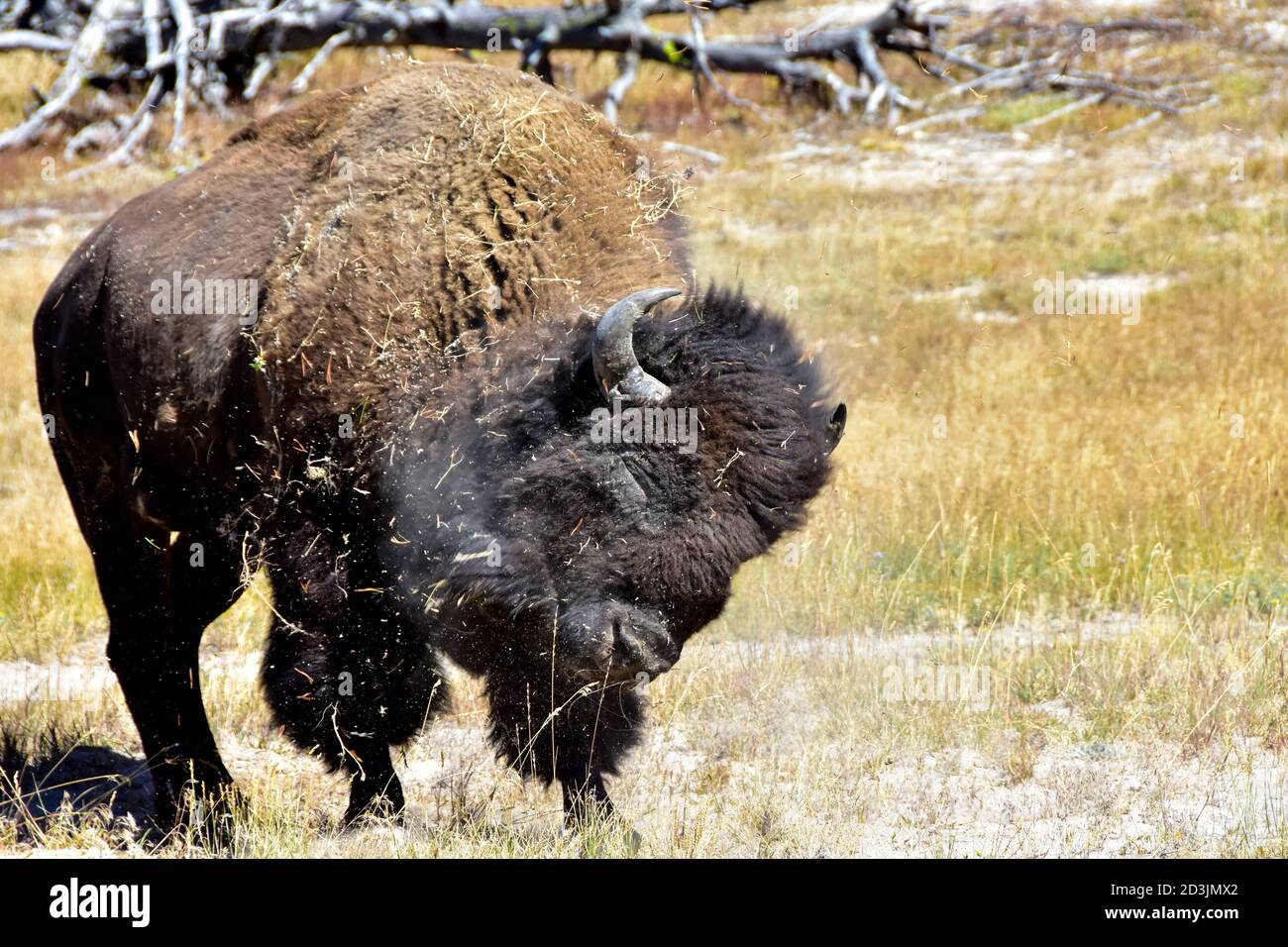 Buffalo taking a dust bath at Yellowstone National Park Stock Photo - Alamy