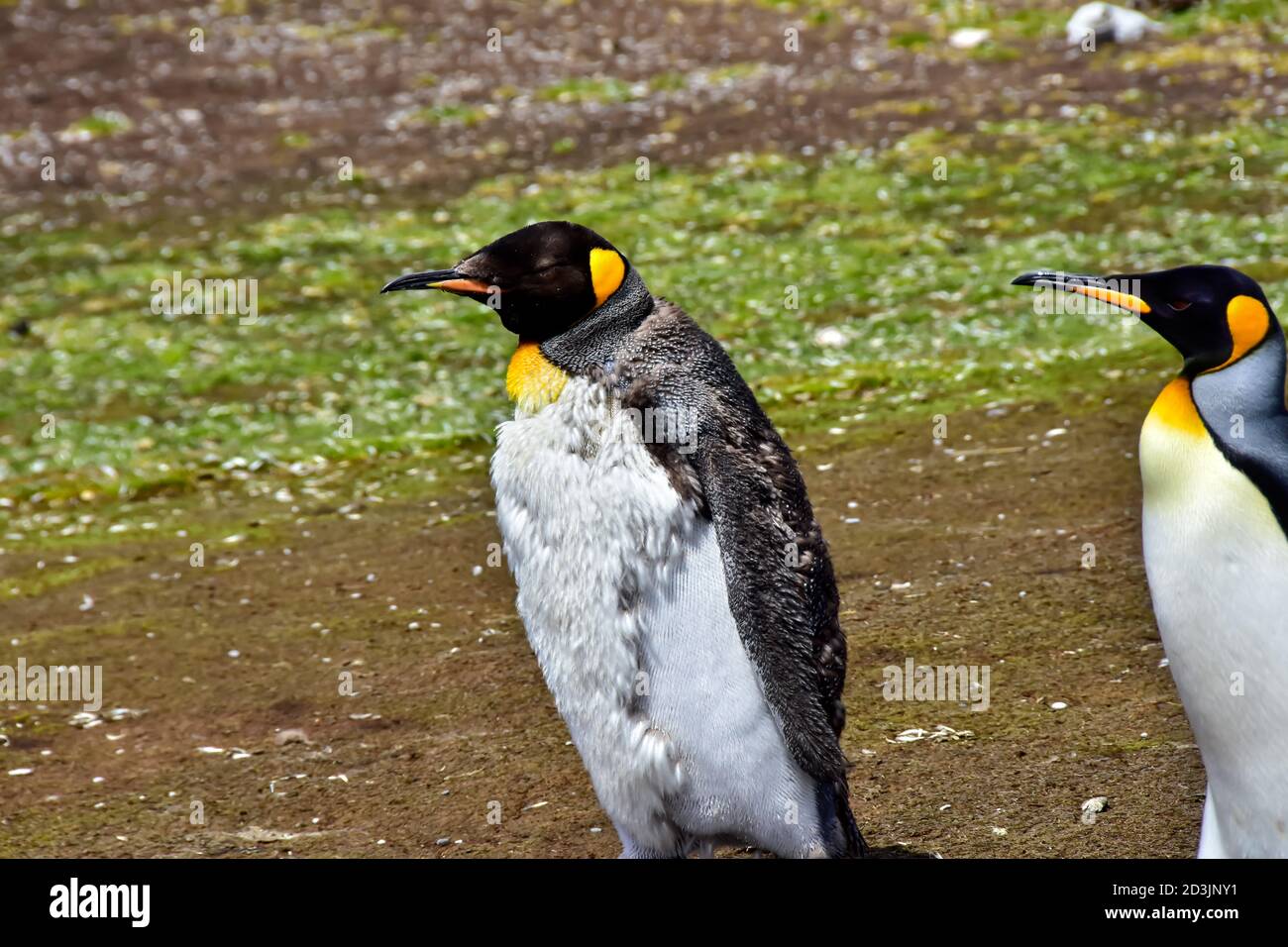 Molting penguin hi-res stock photography and images - Alamy