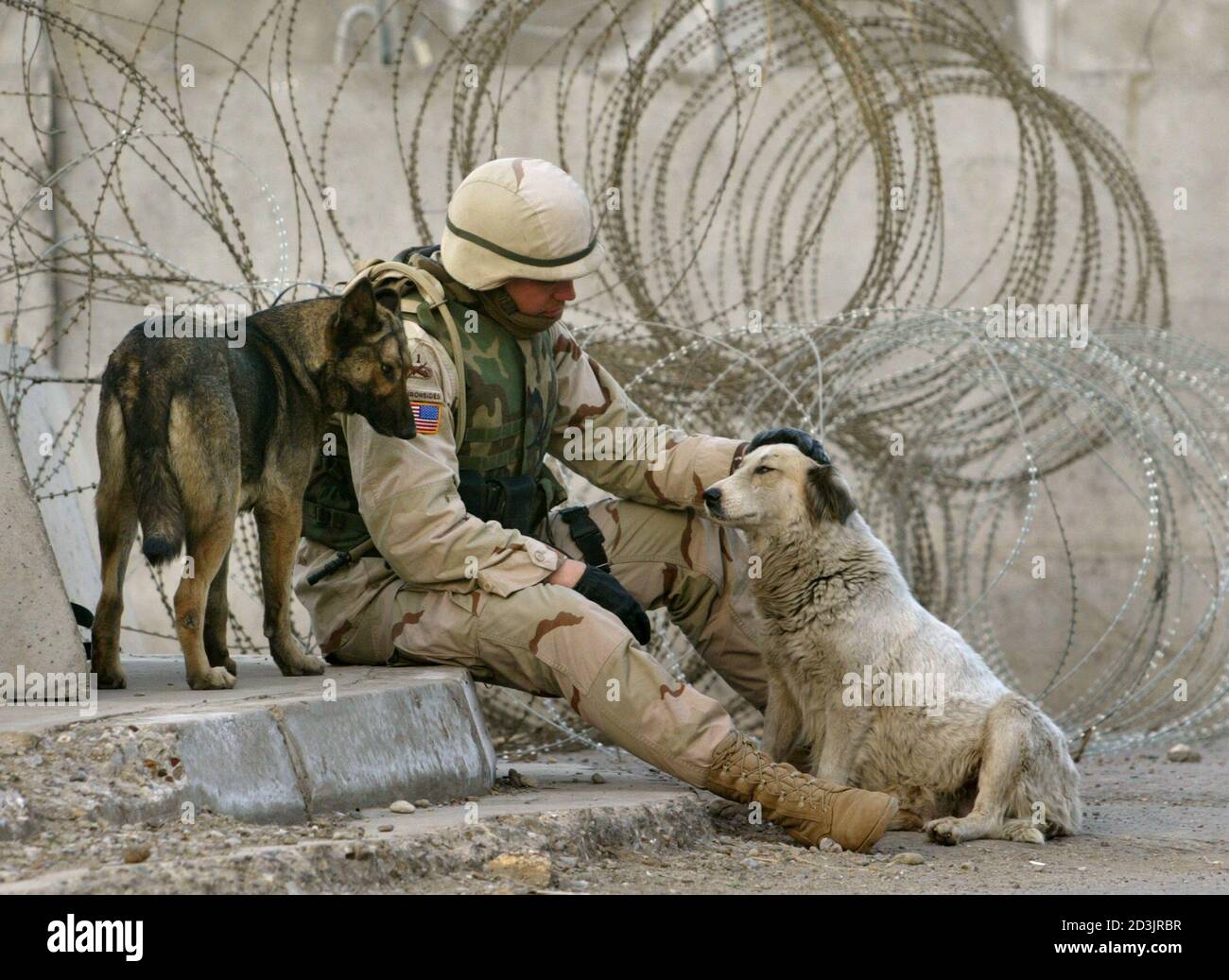 War Of The Stray Dog High Resolution Stock Photography and Images - Alamy