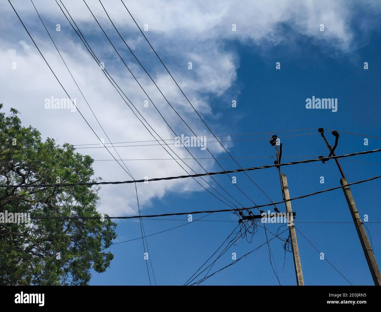 A low angle shot of tree branches against a clear sky.Beautiful view of ...