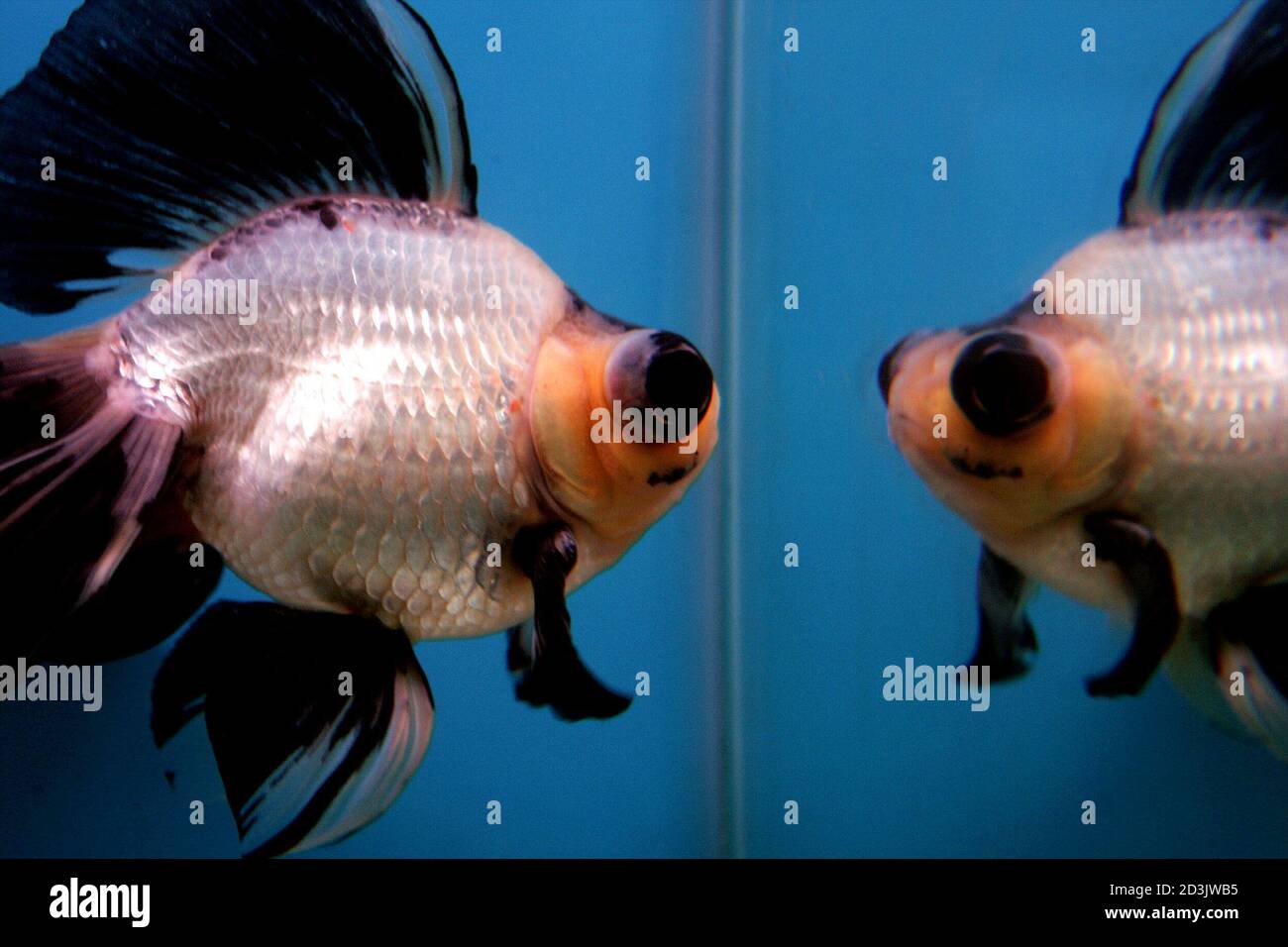 Panda goldfish hi-res stock photography and images - Alamy