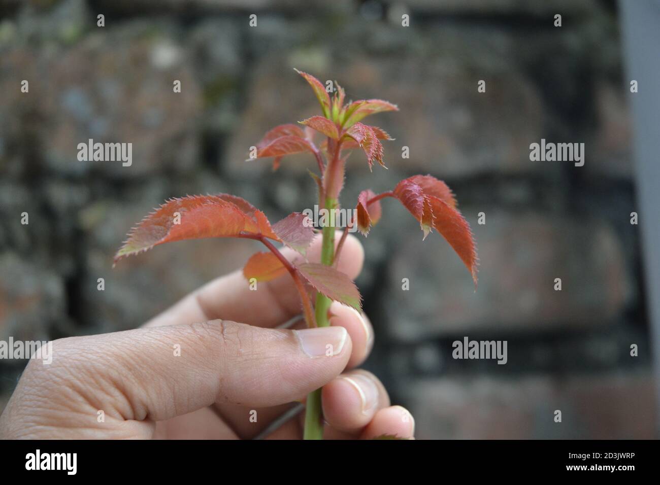 plants with brown and red leaves in the garden Stock Photo - Alamy