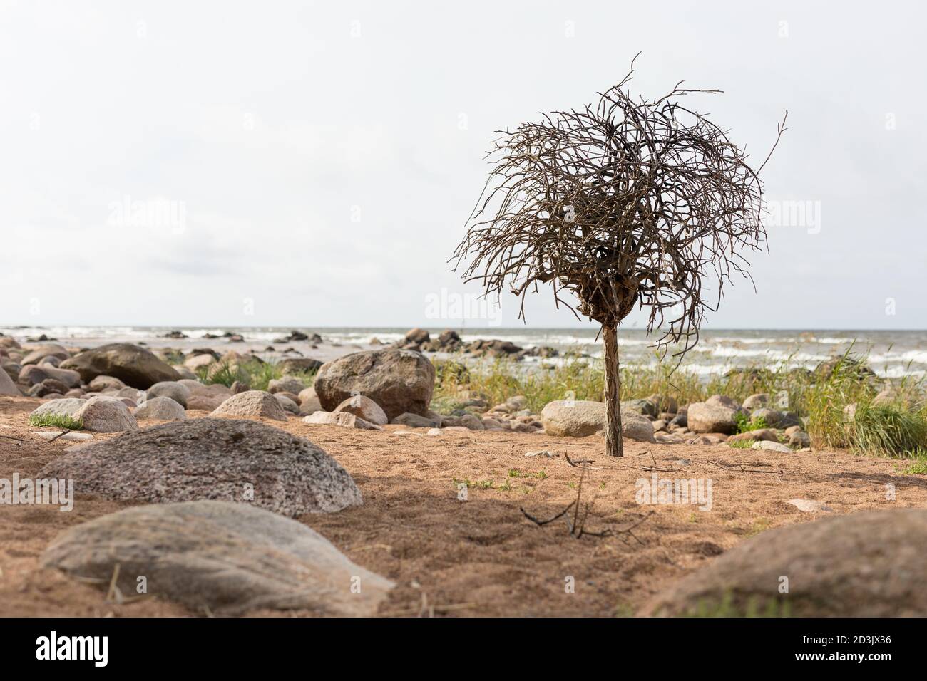 A strange tree formation on the beachside of the Baltic sea Stock Photo ...
