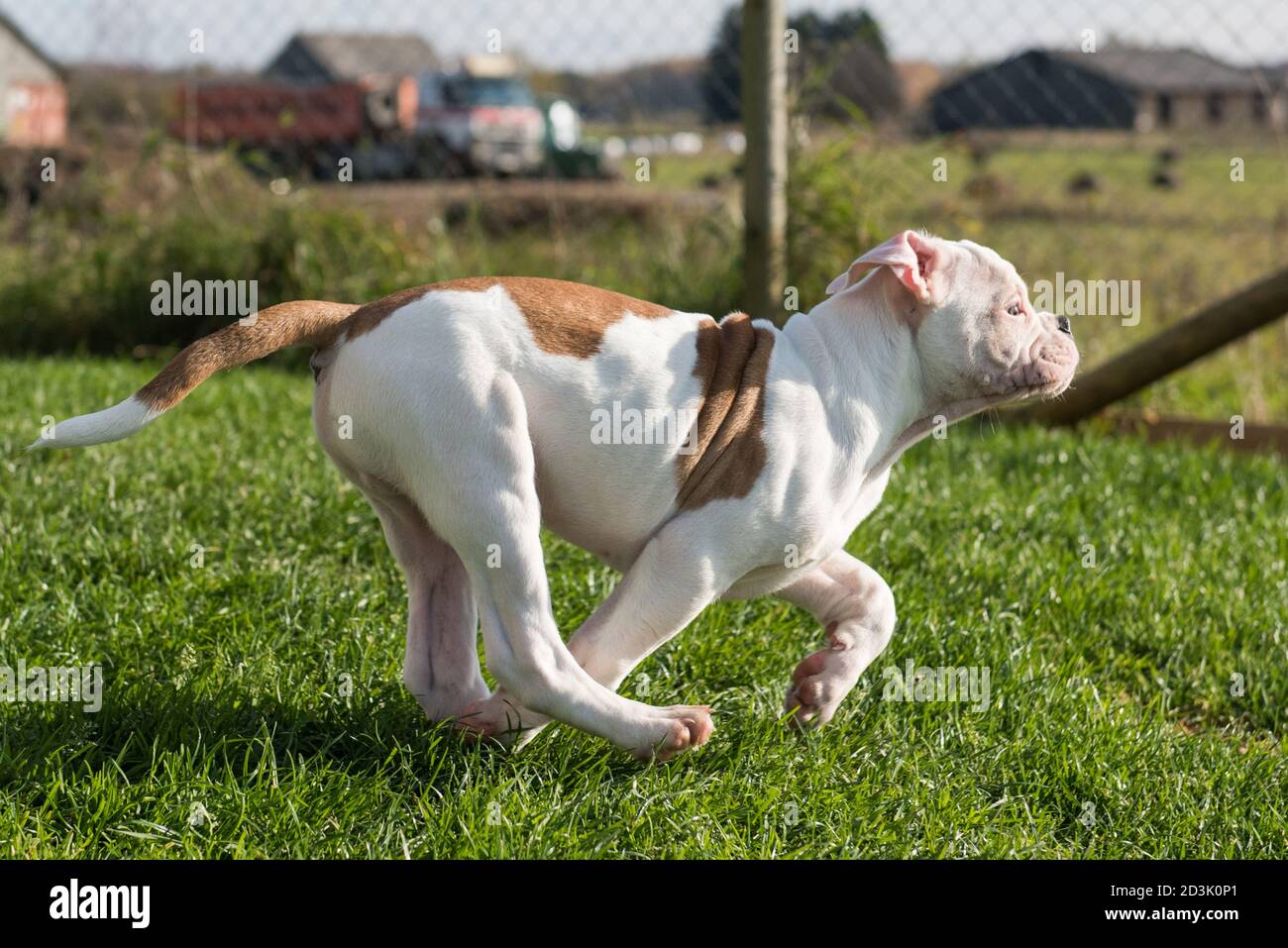 Funny Moving Dog Pictures