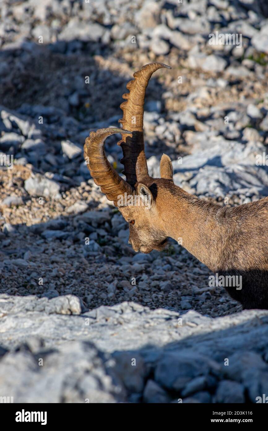 Big horns ibex hi-res stock photography and images - Alamy