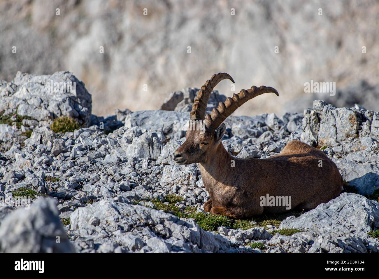 Ibex resting on rock hi-res stock photography and images - Alamy