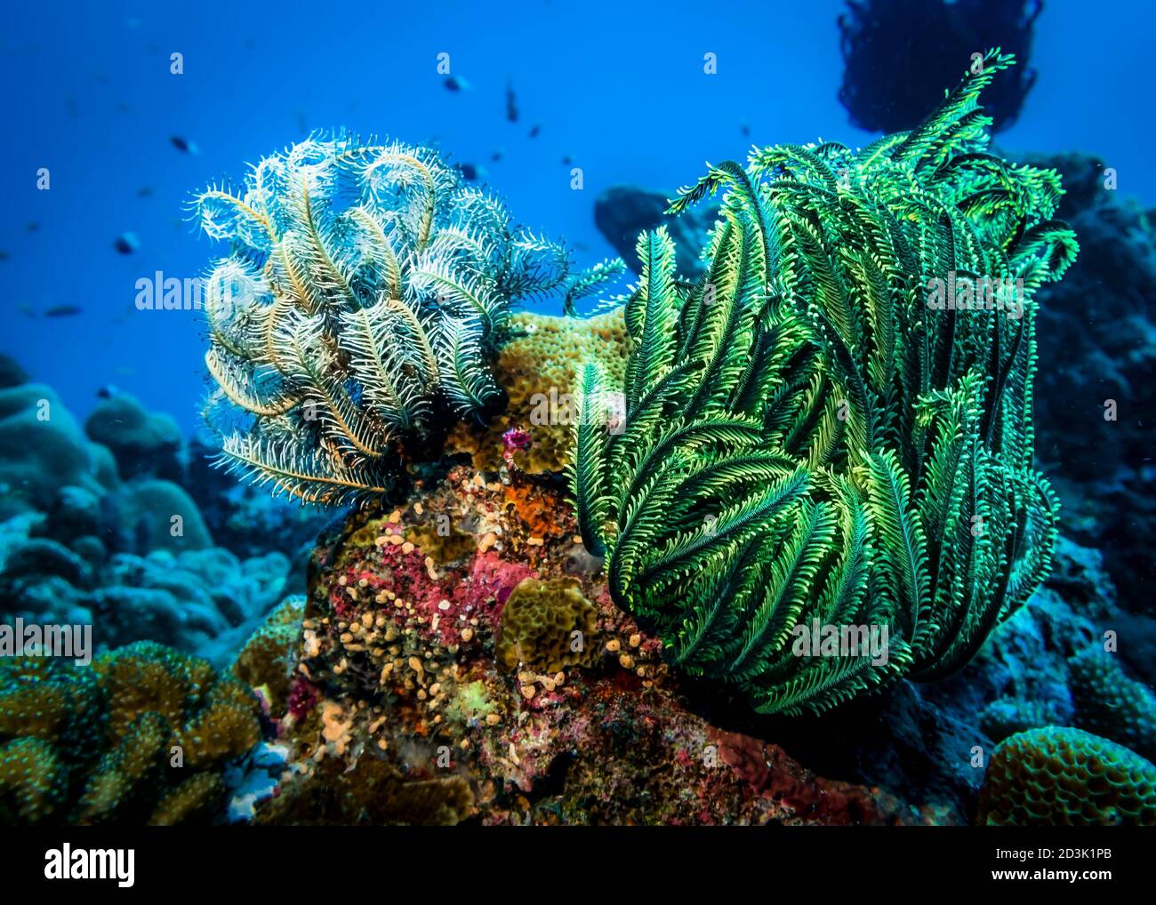 Sea lilies hi-res stock photography and images - Alamy