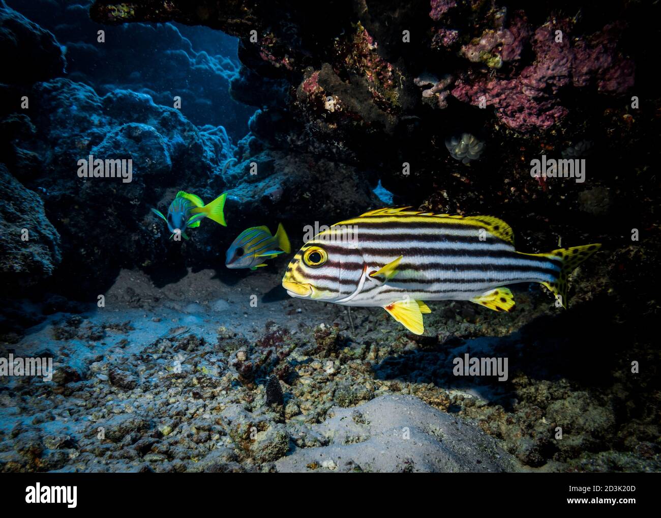 Sweetlips fish near the reef at the bottom of the Indian ocean in ...