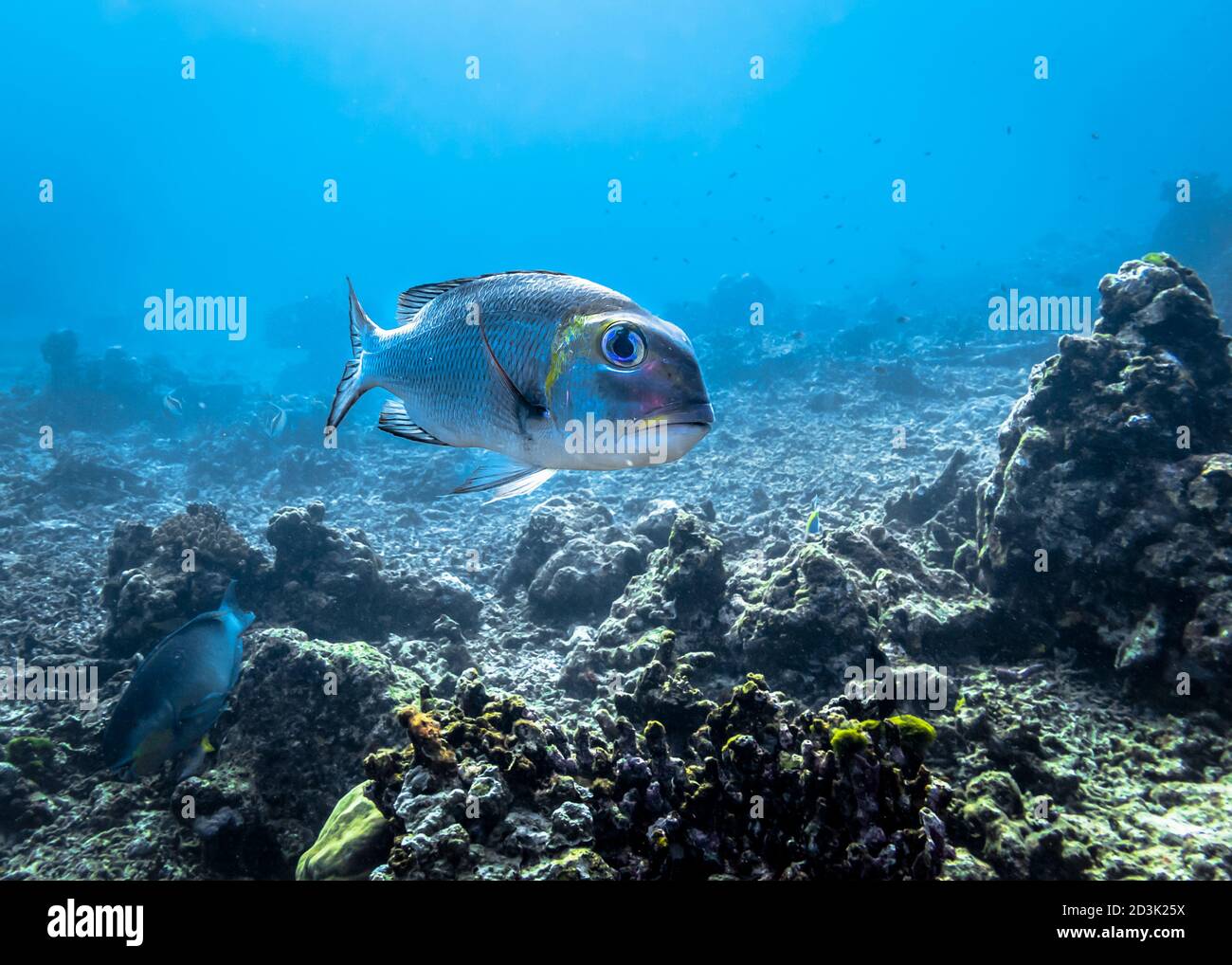 Bigeye Emperor fish at the bottom of the Indian ocean in Thailand Stock ...