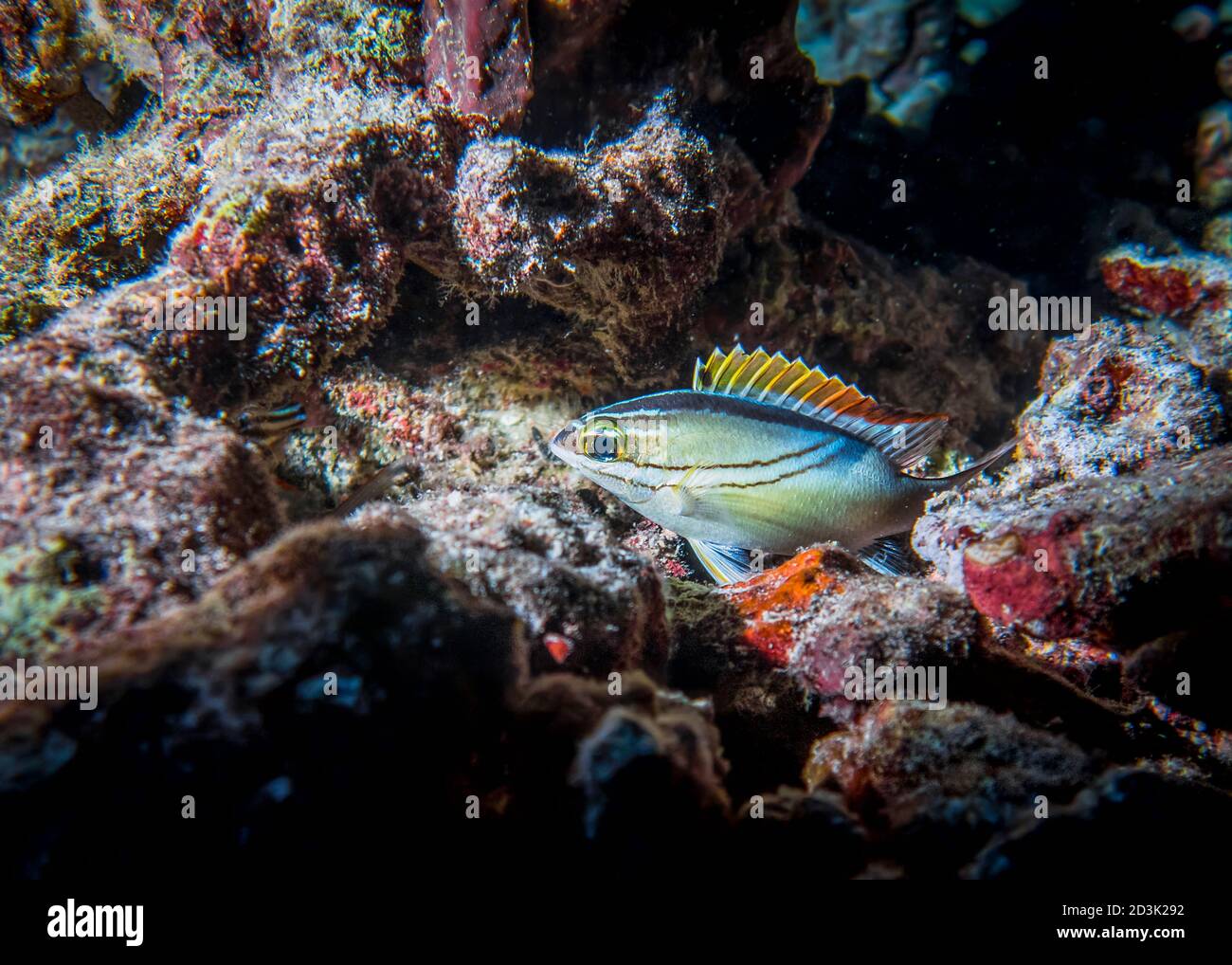 Anthias fish at night on the reef at the bottom of the Andaman sea ...